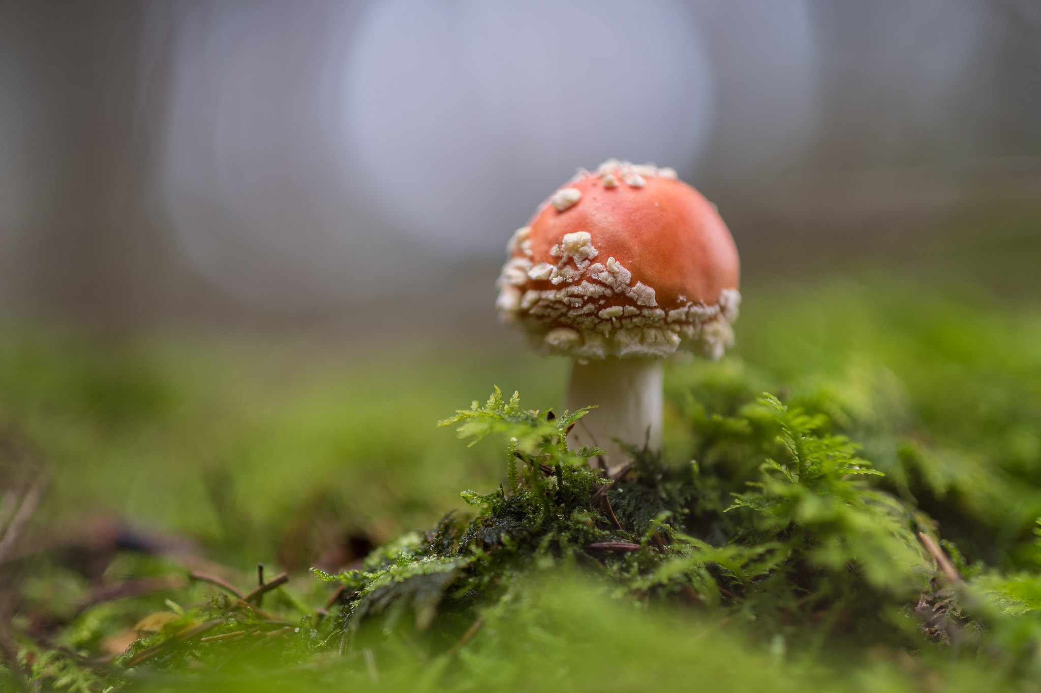 Nature Mushroom HD Wallpaper