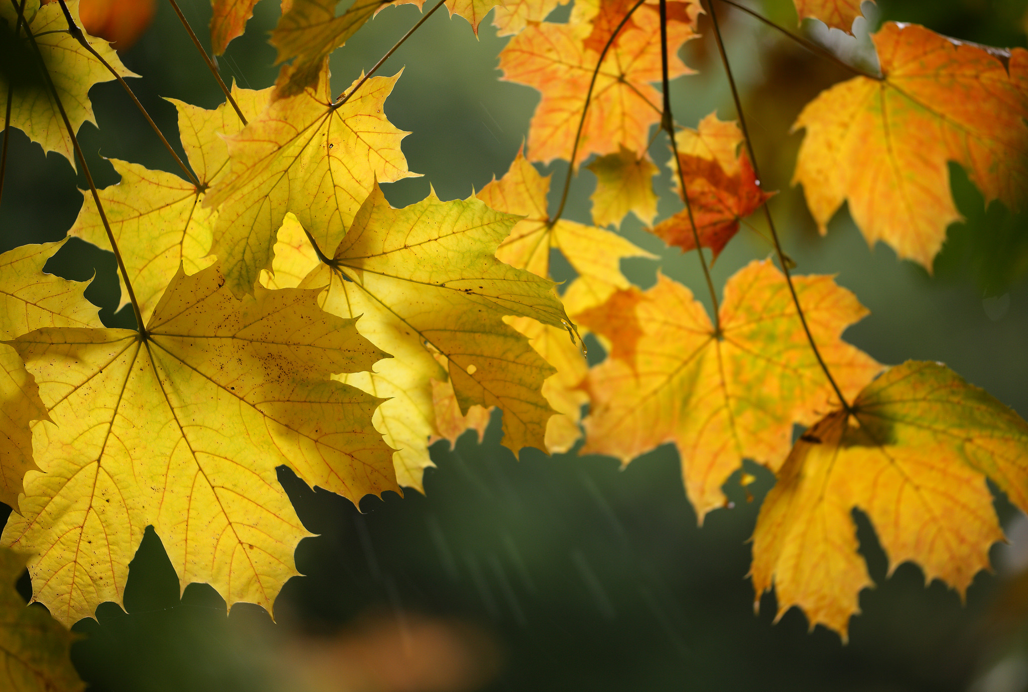 Download Maple Leaf Macro Fall Nature Leaf HD Wallpaper