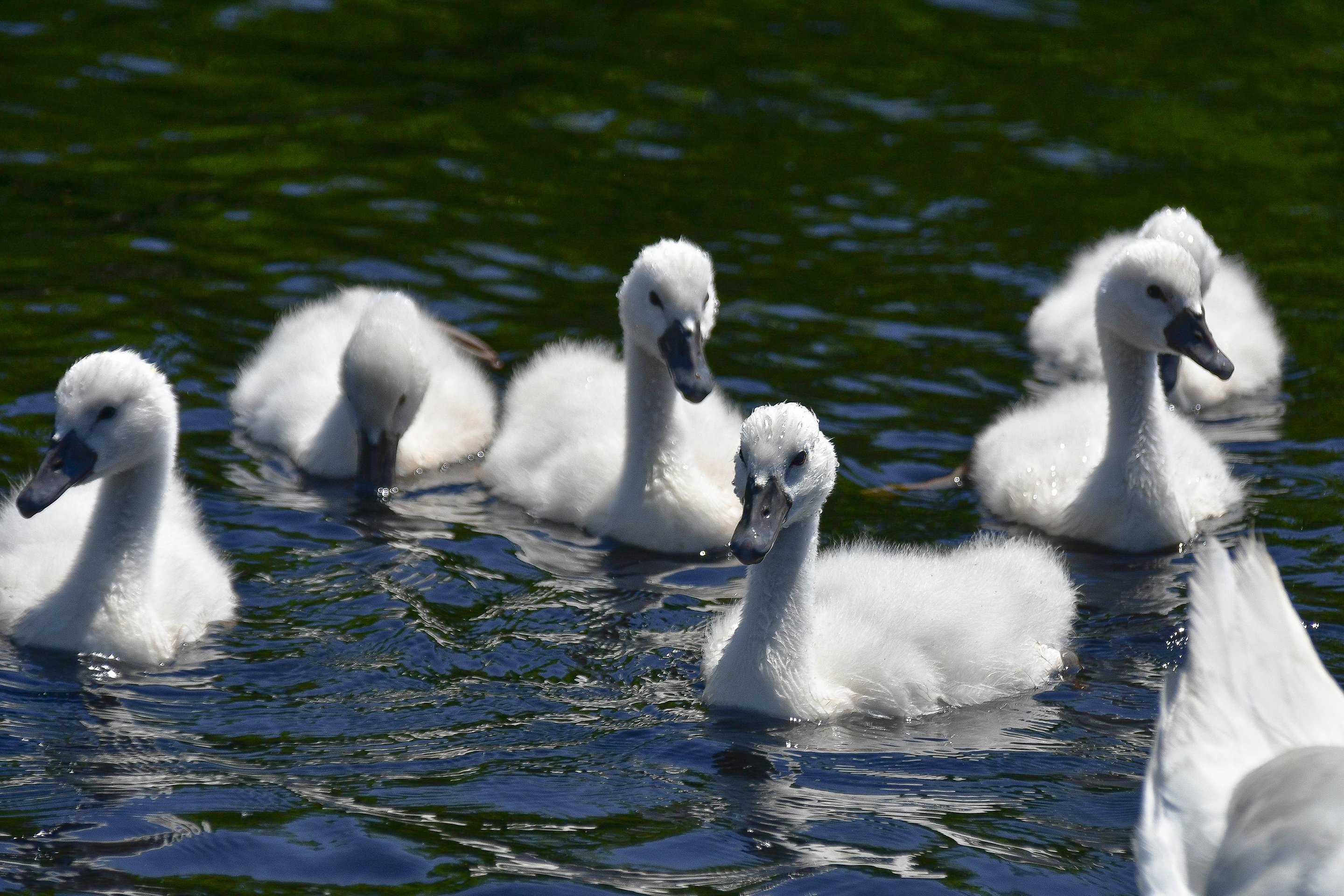 Download Baby Animal Bird Animal Swan HD Wallpaper