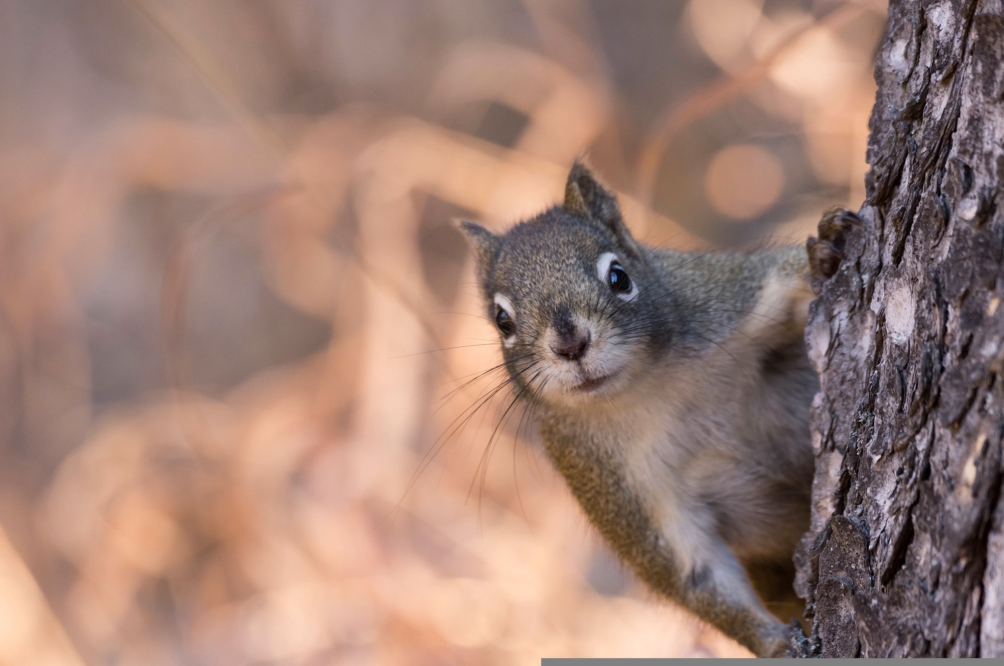 Curious Squirrel Muzzle – HD Animal Wallpaper Delight