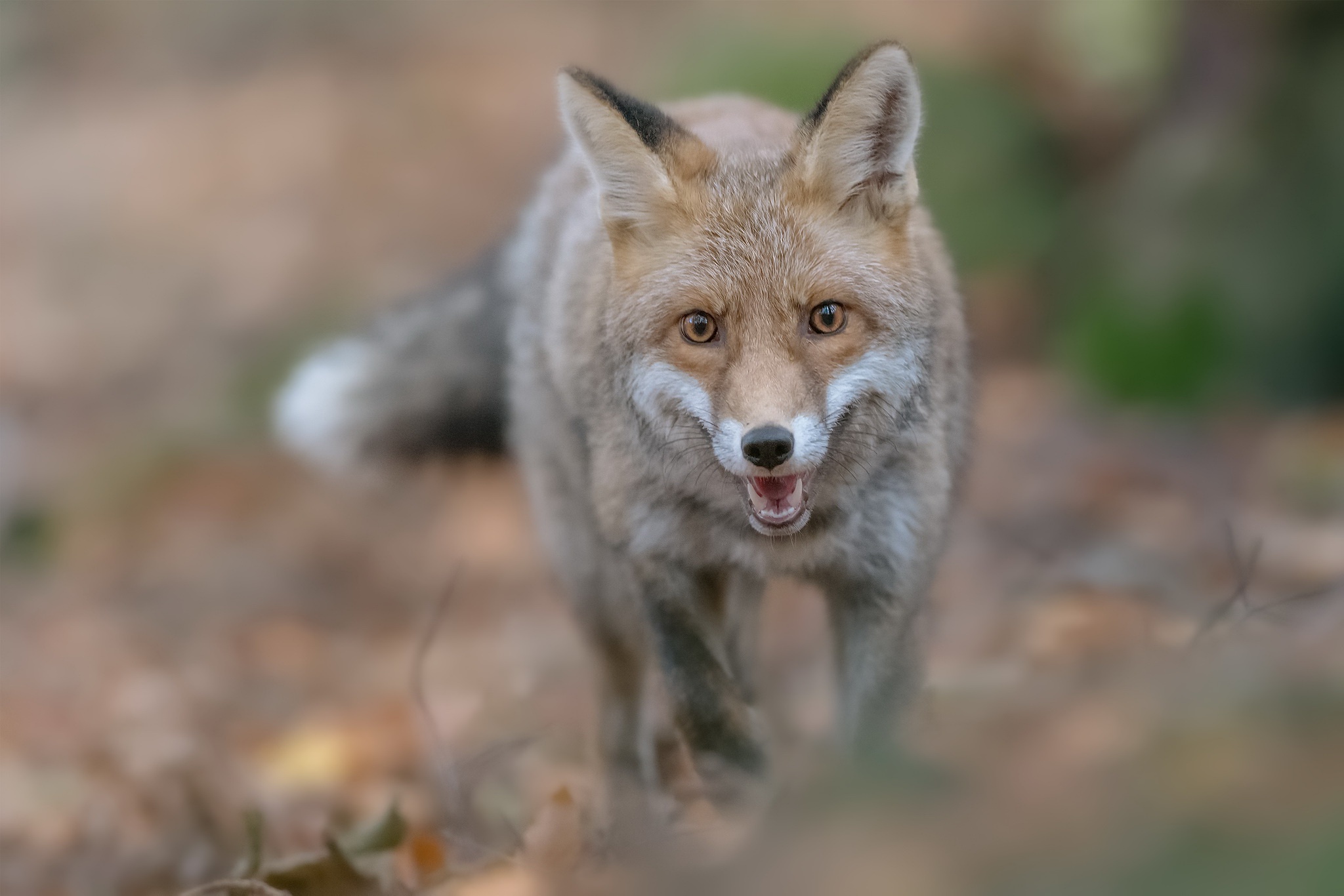 Download Stare Animal Fox HD Wallpaper