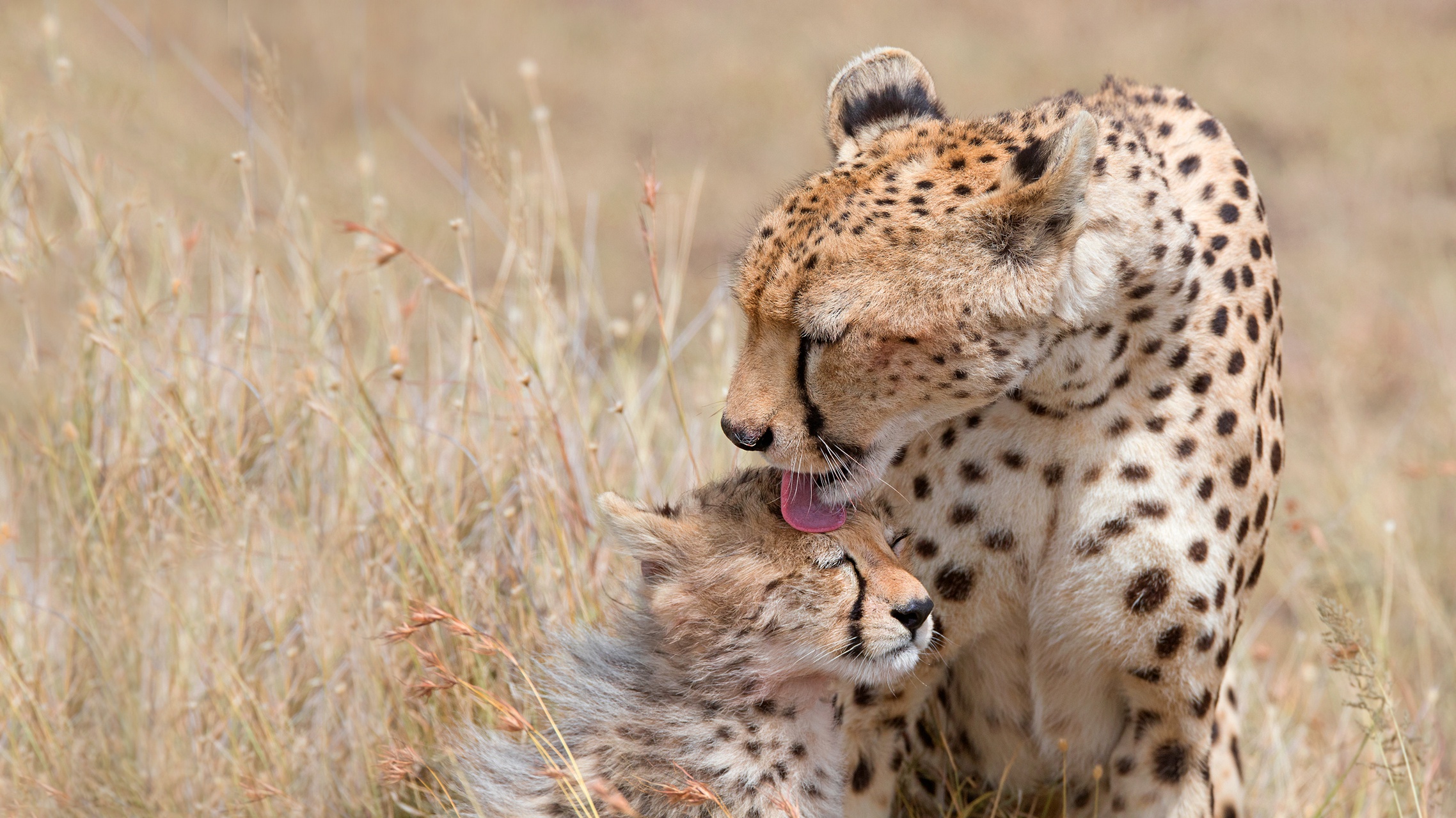 Download Cub Baby Animal Animal Cheetah HD Wallpaper