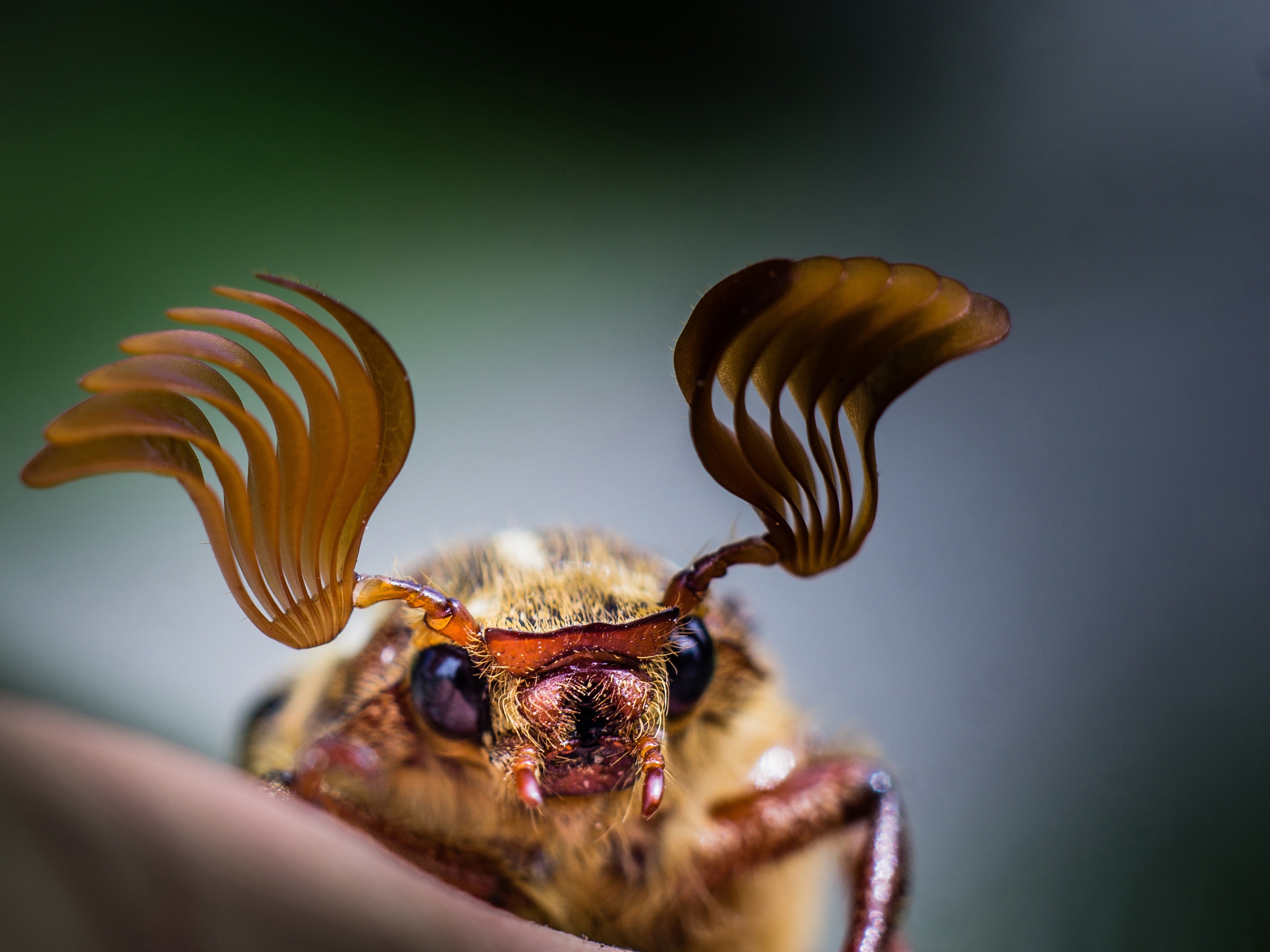 Download Close-up Macro Animal Beetle HD Wallpaper