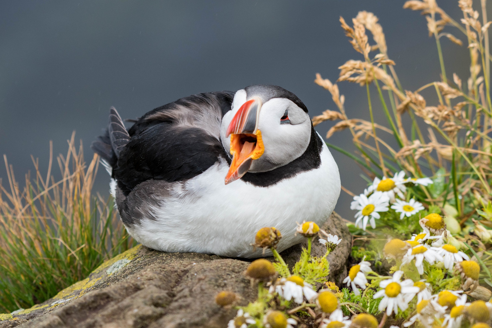 Puffin HD Wallpaper