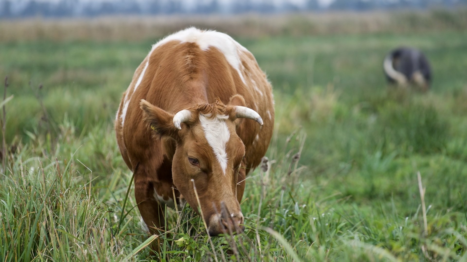 Download Animal Cow 4k Ultra HD Wallpaper