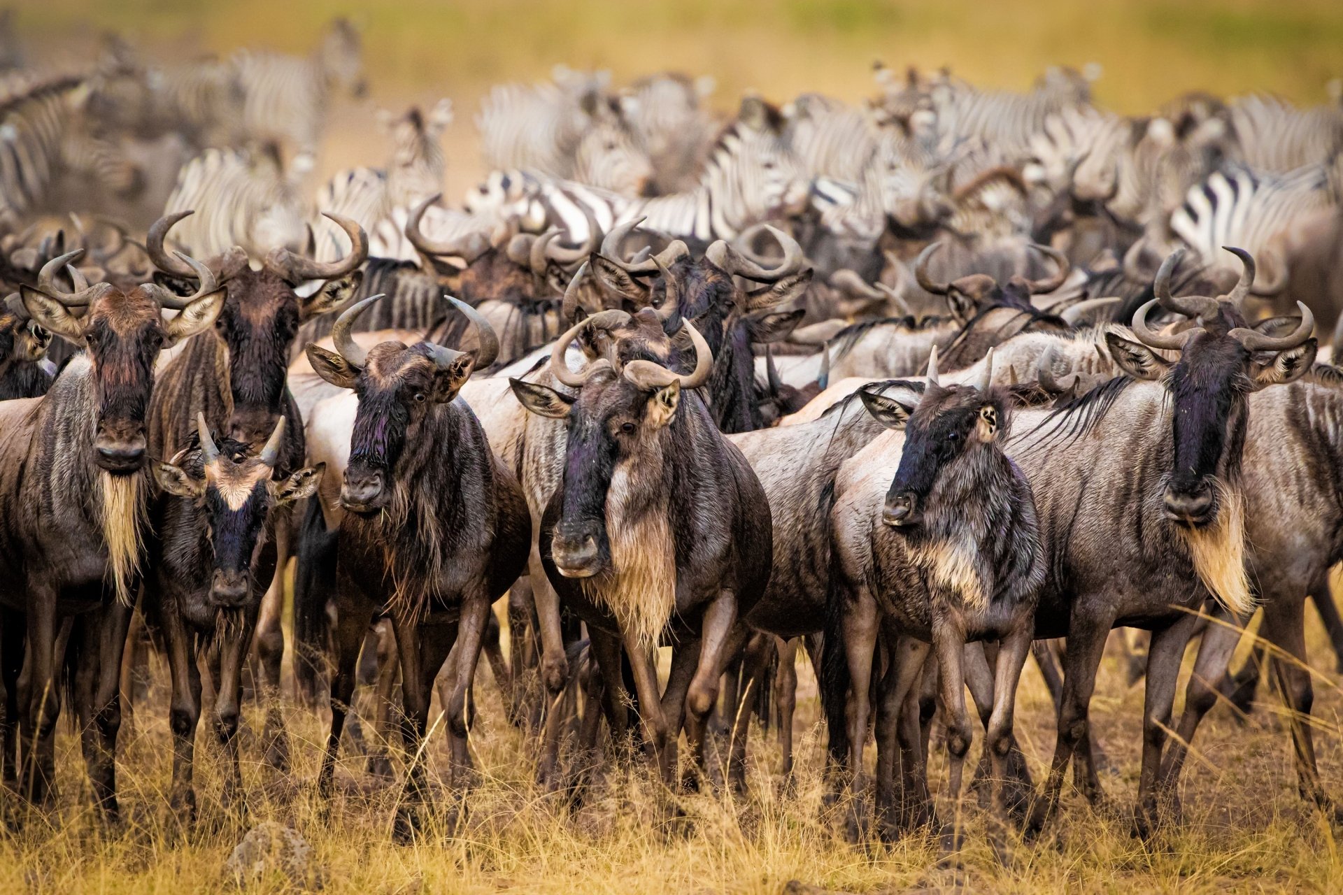 Download Antelope Animal Wildebeest HD Wallpaper by Stephen Oachs
