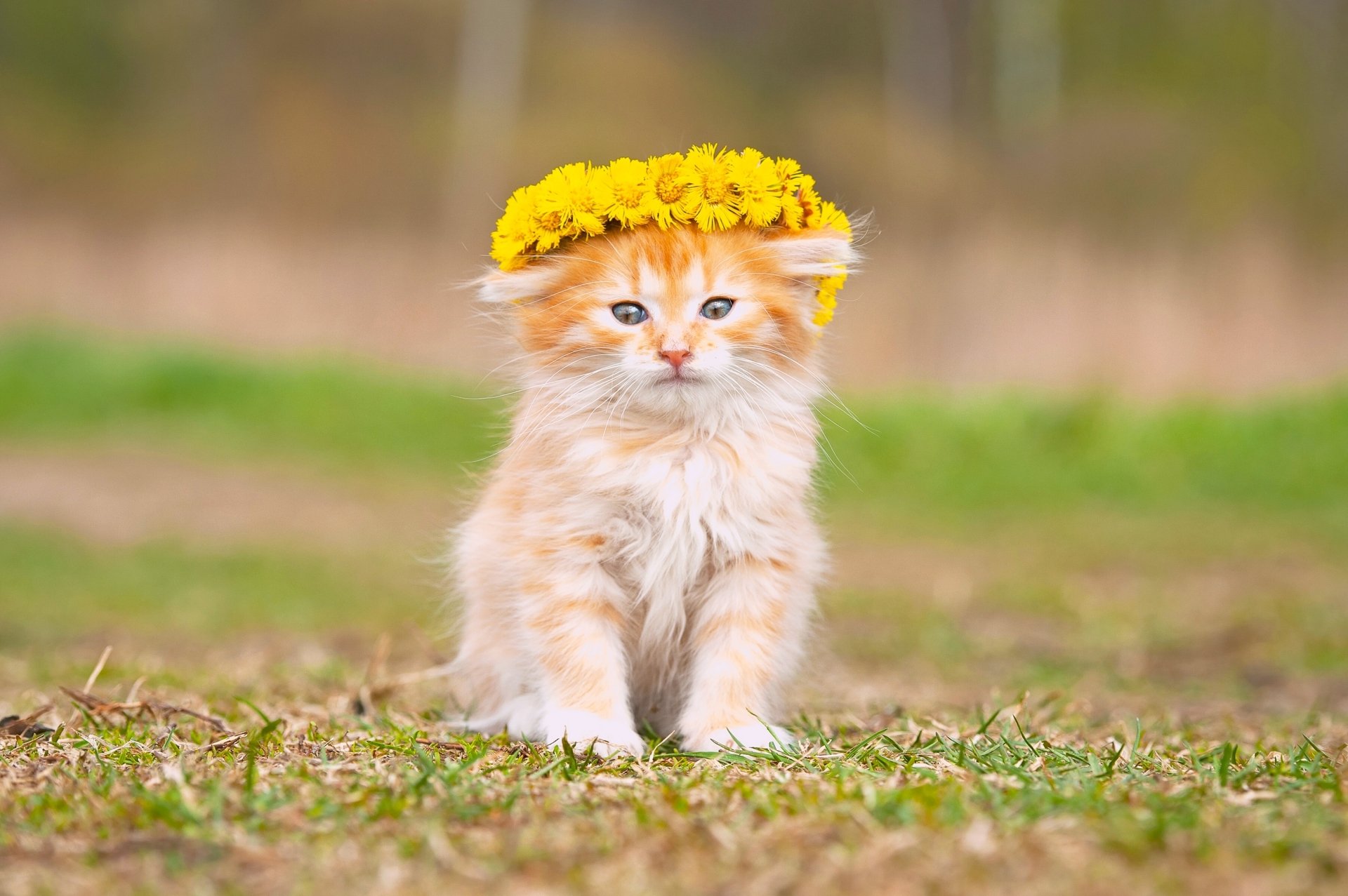Download Wreath Kitten Baby Animal Flower Animal Cat HD Wallpaper