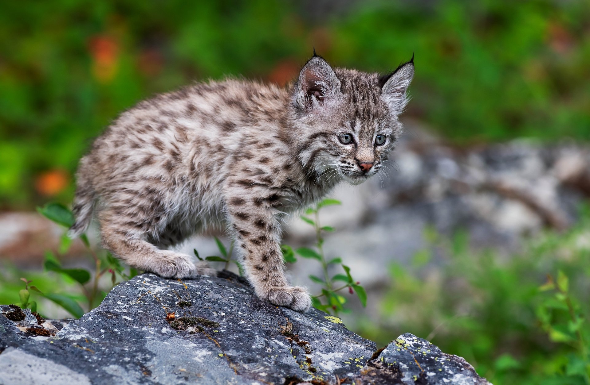 Download Cub Baby Animal Animal Lynx 4k Ultra HD Wallpaper