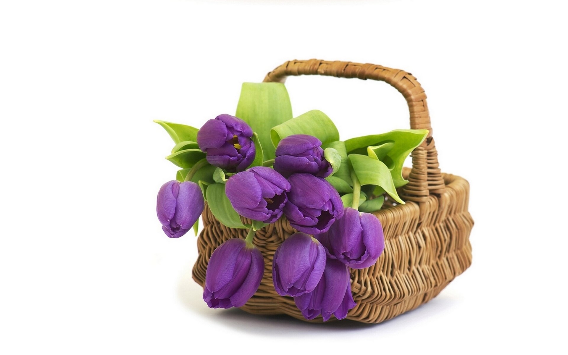 Download Bud Tulip Basket Man Made Flower HD Wallpaper