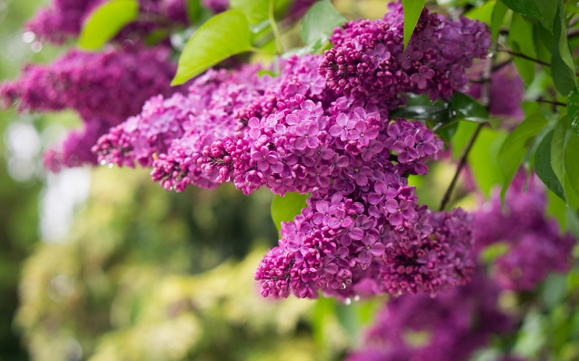 Download Purple Flower Macro Blossom Branch Nature Lilac HD Wallpaper