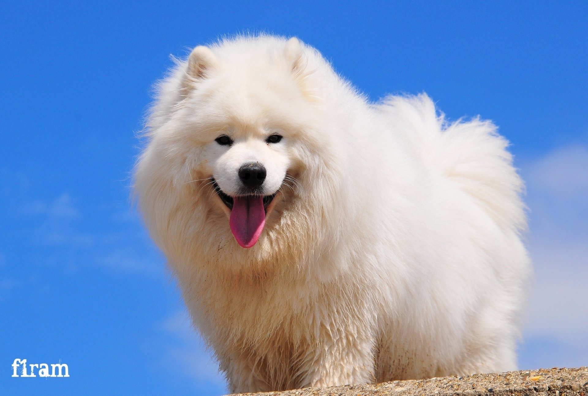 Download Dog Animal Samoyed HD Wallpaper | 2048x1380 | Wallpaper Abyss