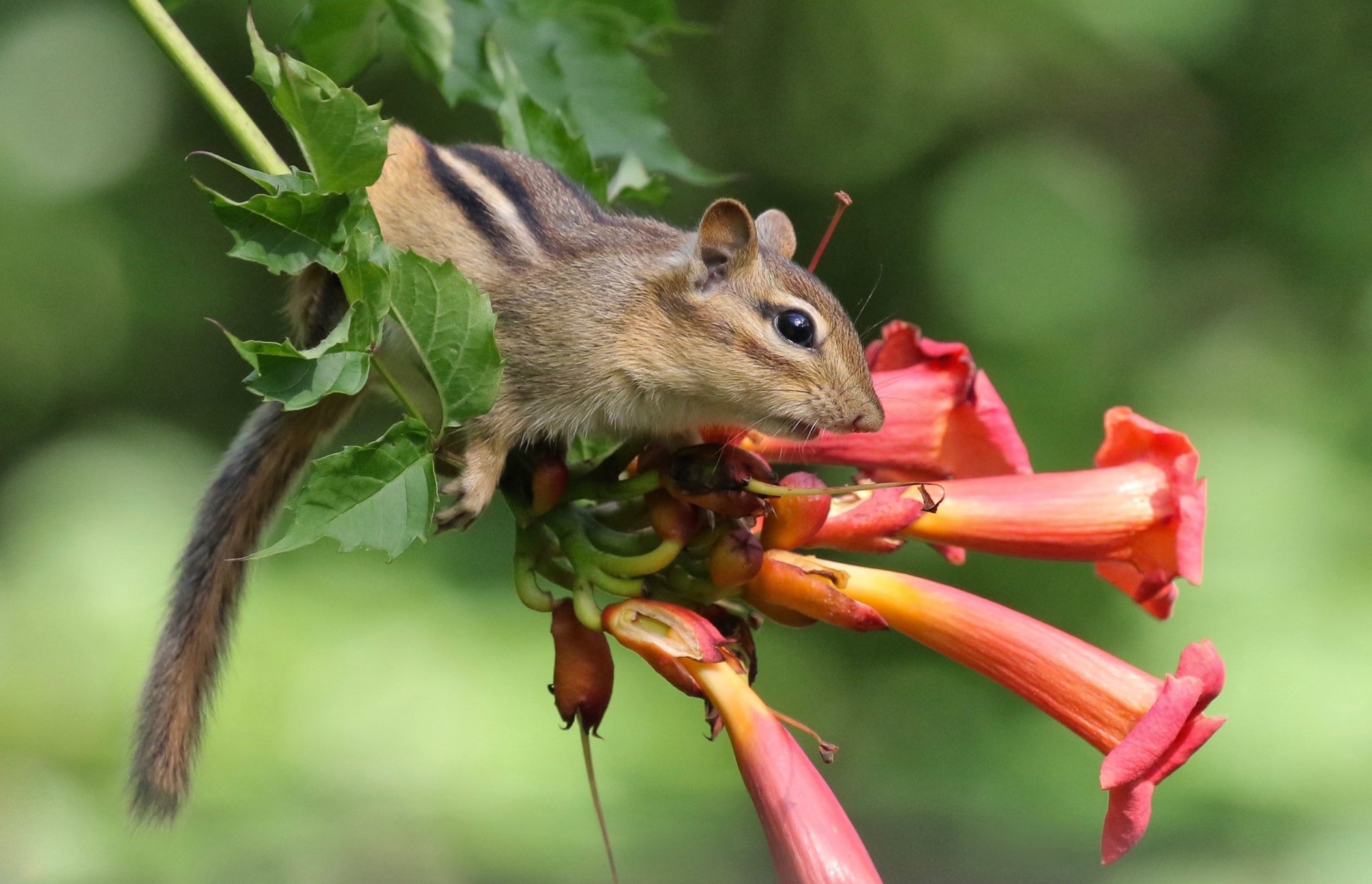 Download Rodent Flower Animal Chipmunk HD Wallpaper