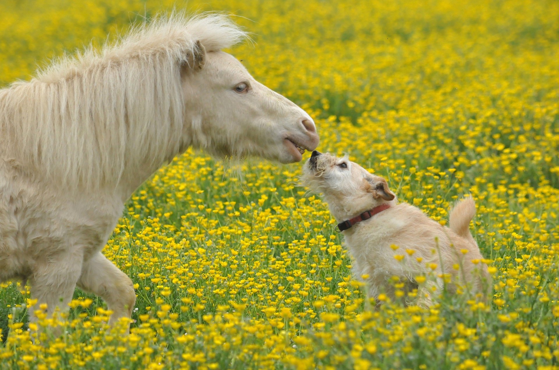 Download Horse Pony Meadow Dog Flower Animal Cute HD Wallpaper