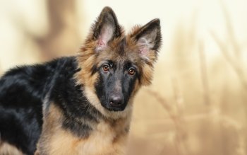 German Shepherd Pfp