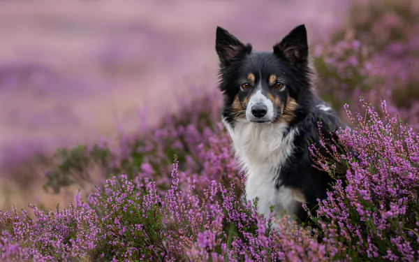 Download Heather Lüneburg Heath Flower Nature Path HD Wallpaper