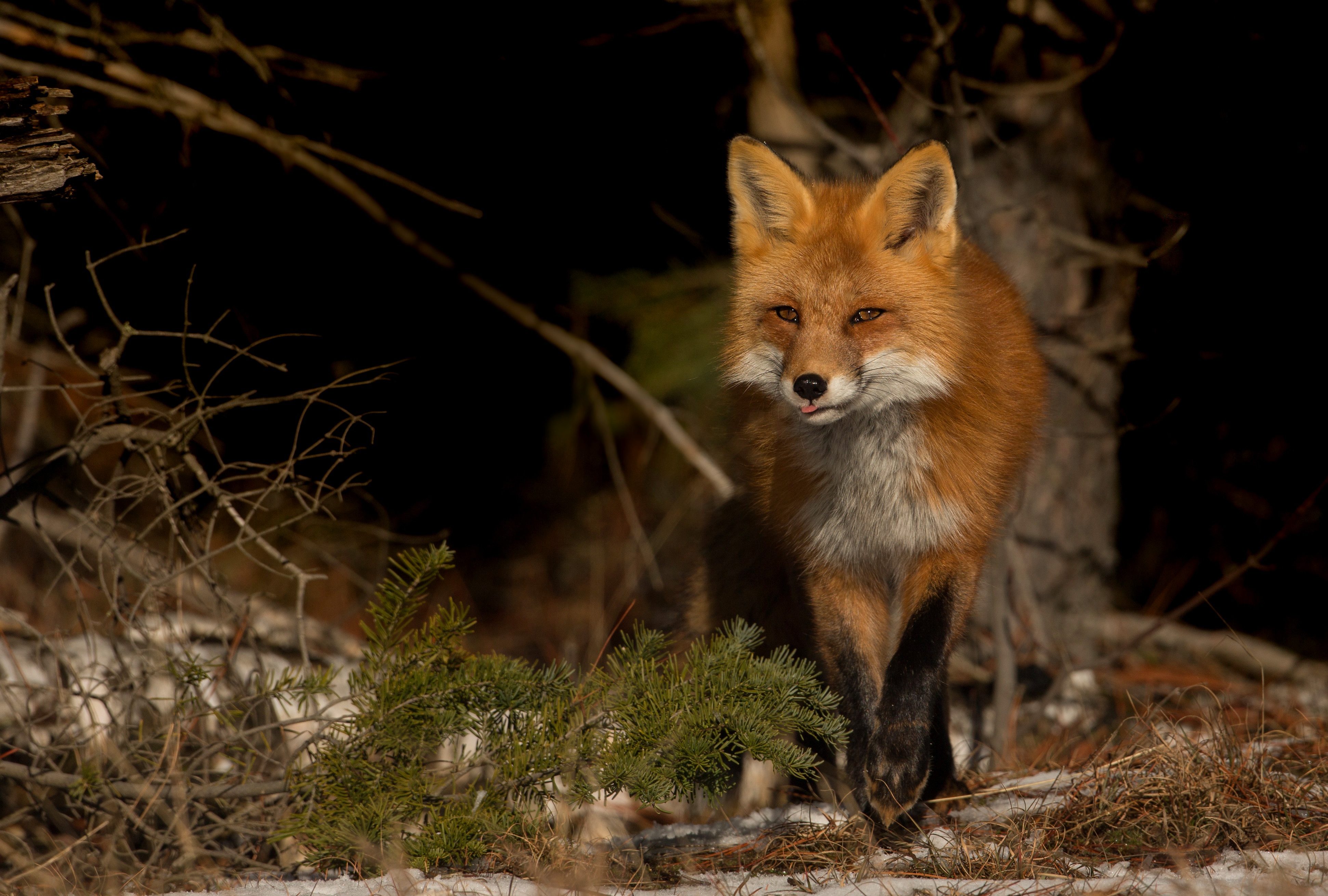 Download Animal Fox 4k Ultra HD Wallpaper