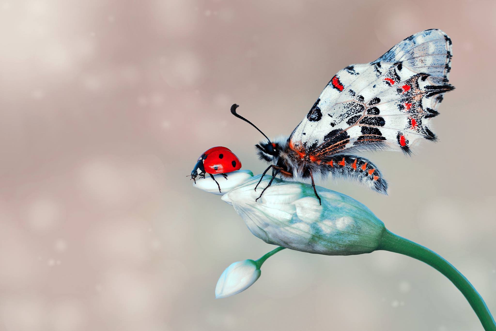 Insect HD Wallpaper