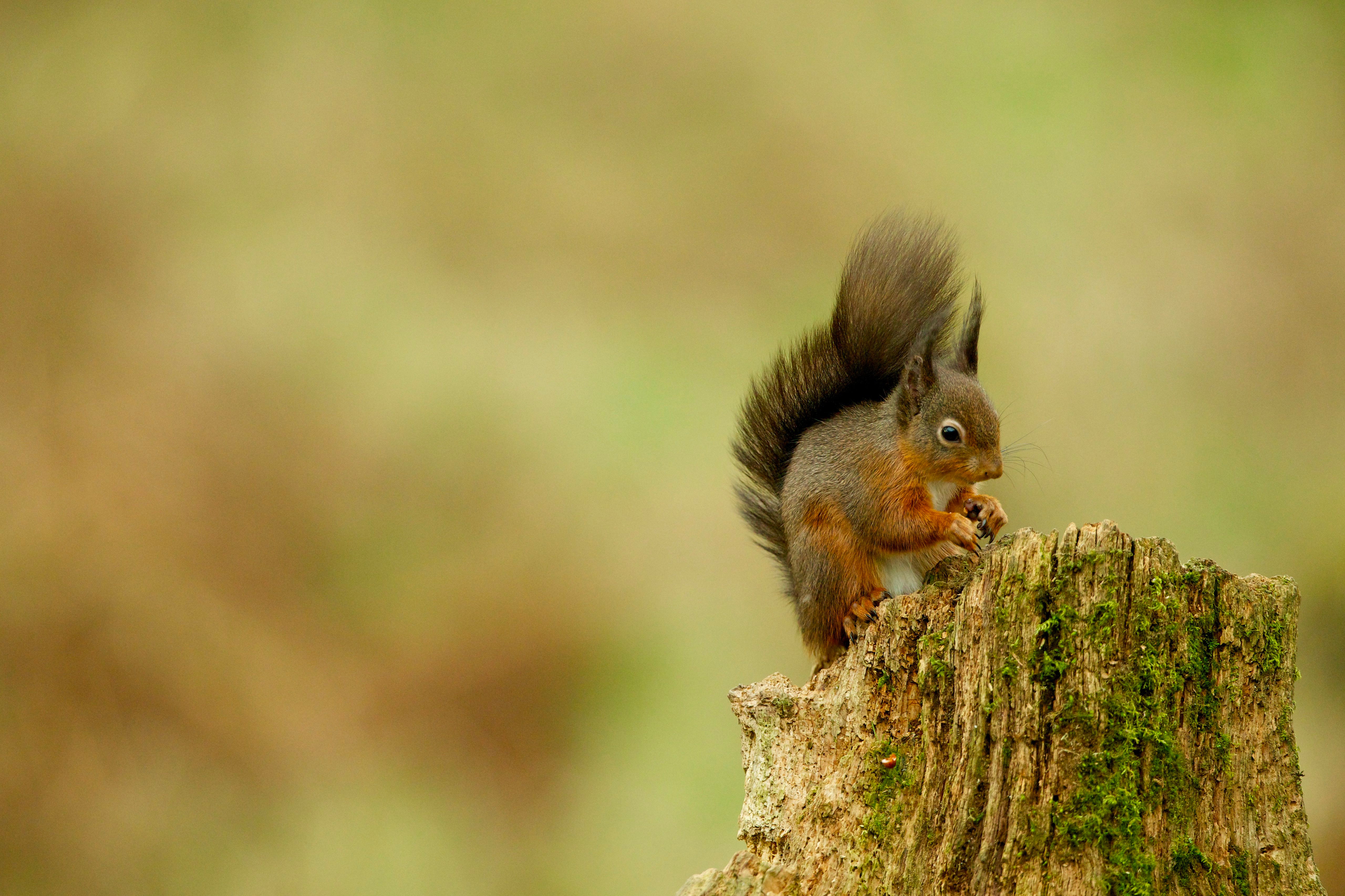 Squirrel 4k Ultra HD Wallpaper