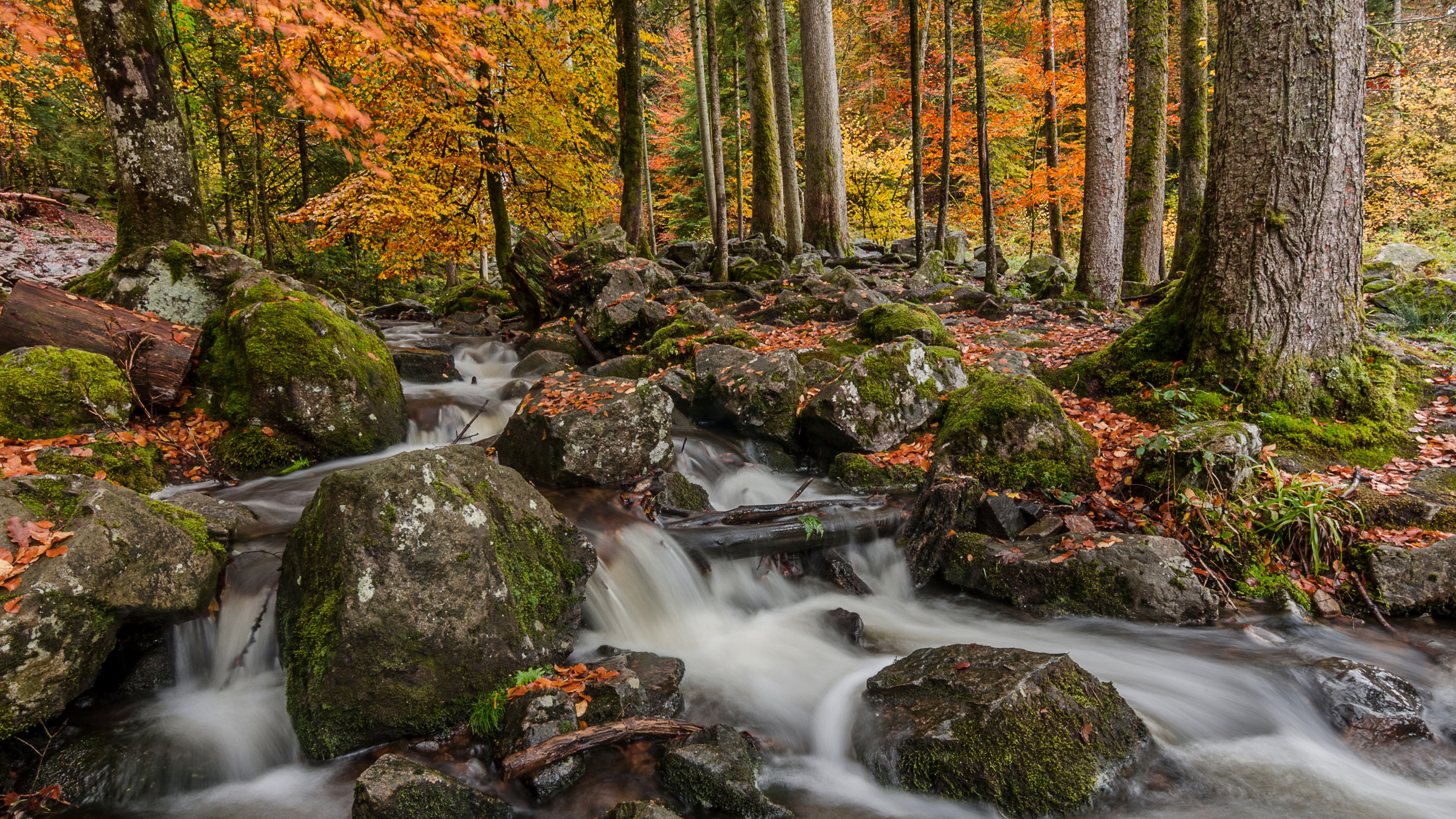 Download Stone River Forest Fall Nature Stream 4k Ultra HD Wallpaper