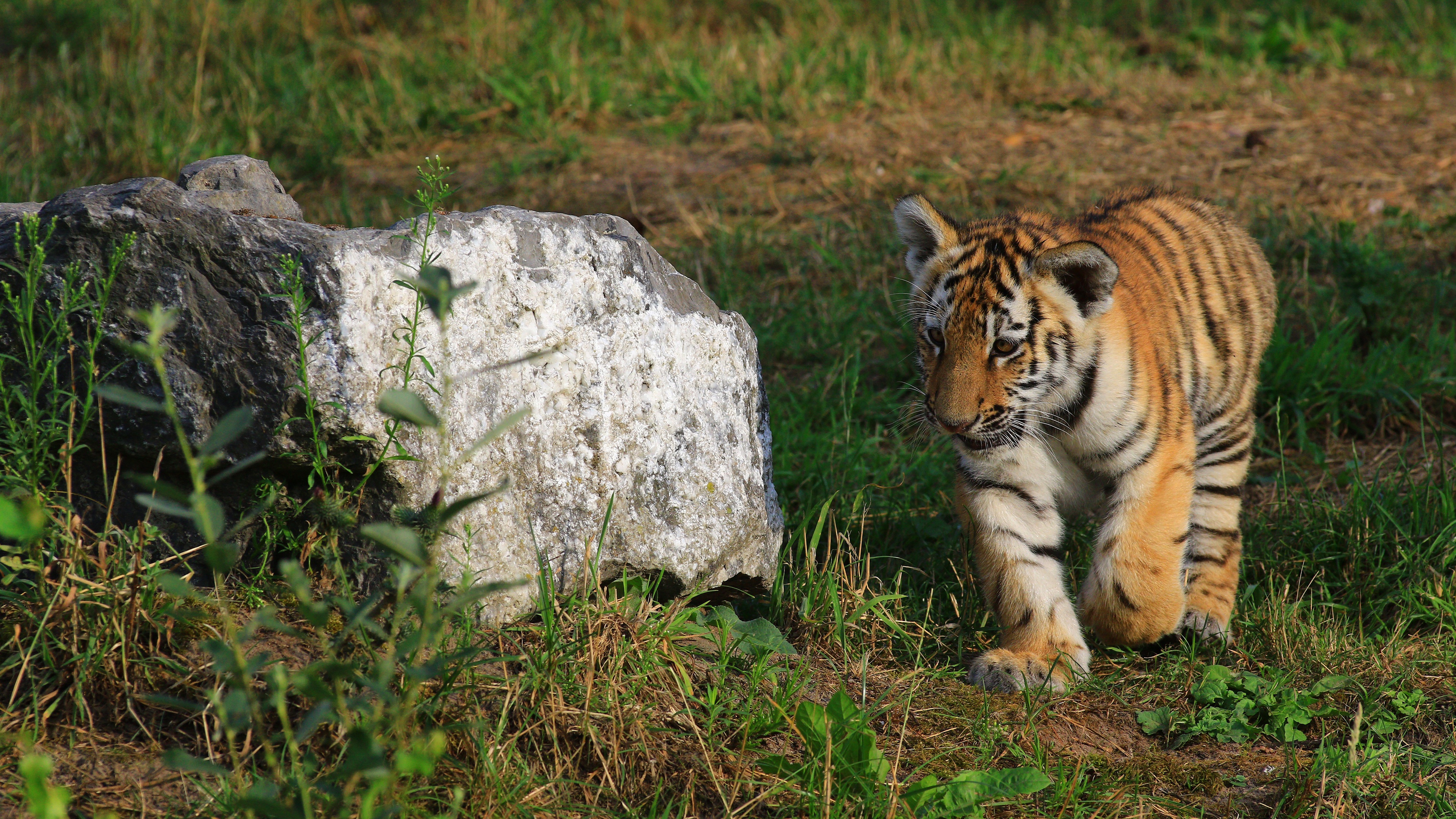 Download Baby Animal Cub Animal Tiger 4k Ultra HD Wallpaper