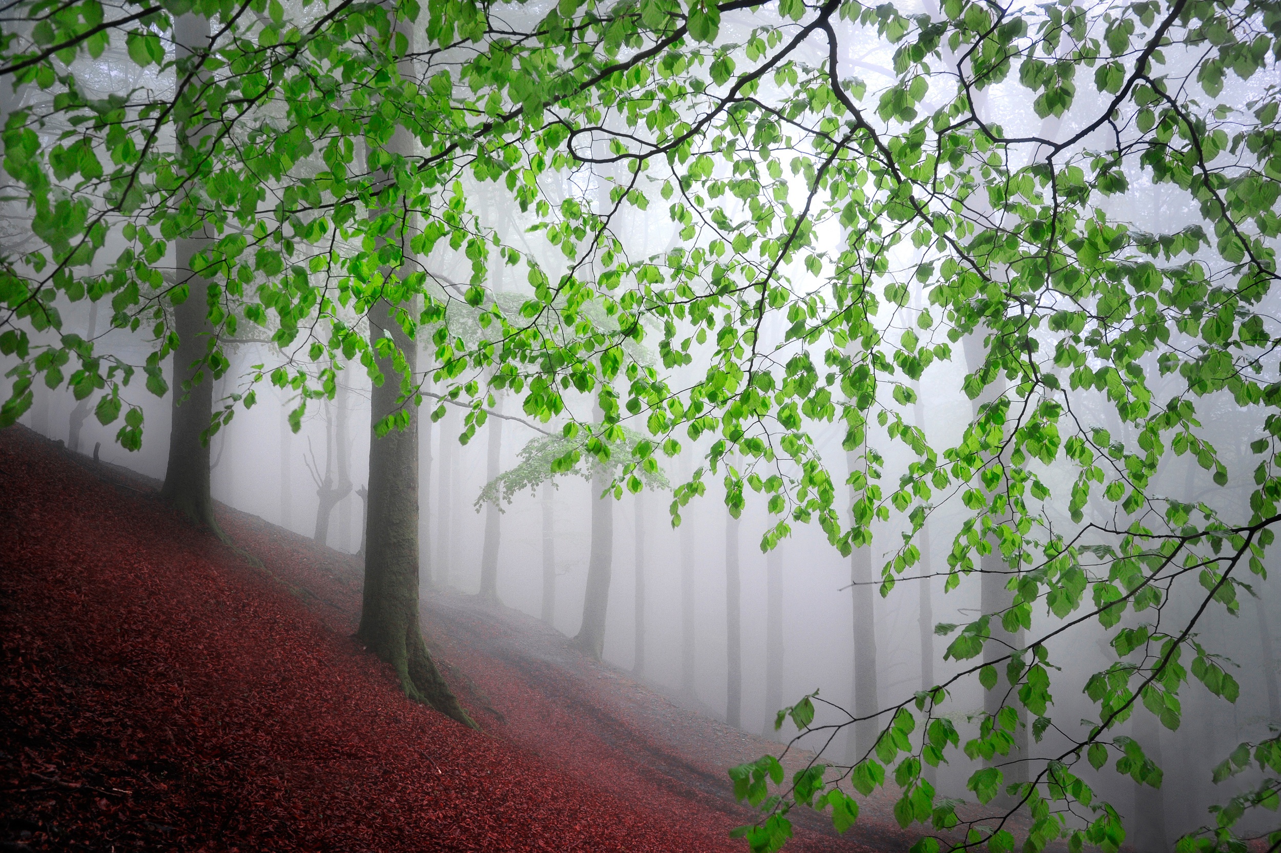 Wide Wallpaper Of A Tree In Fog