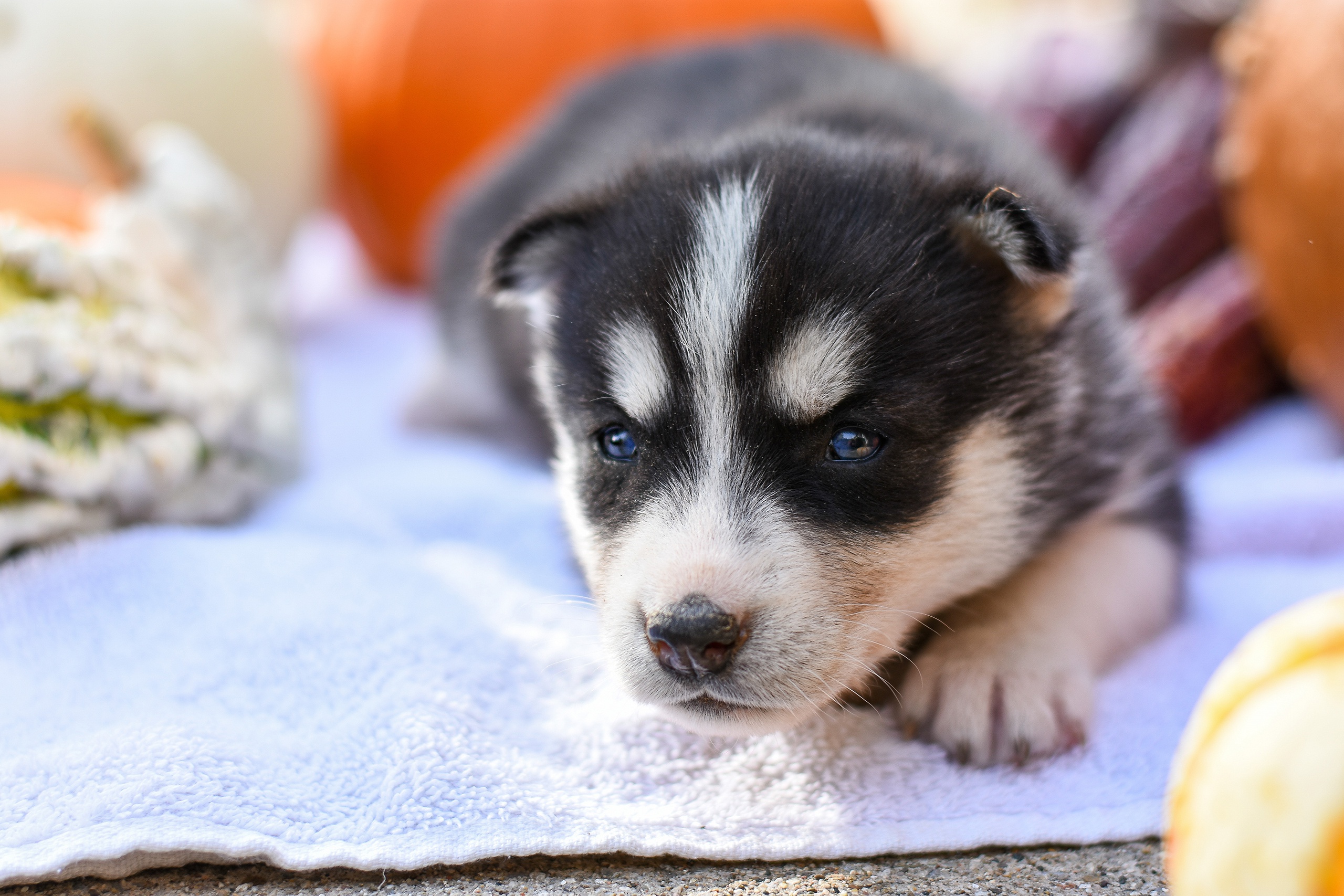 Download Siberian Husky Puppy Baby Animal Dog Animal Husky HD Wallpaper