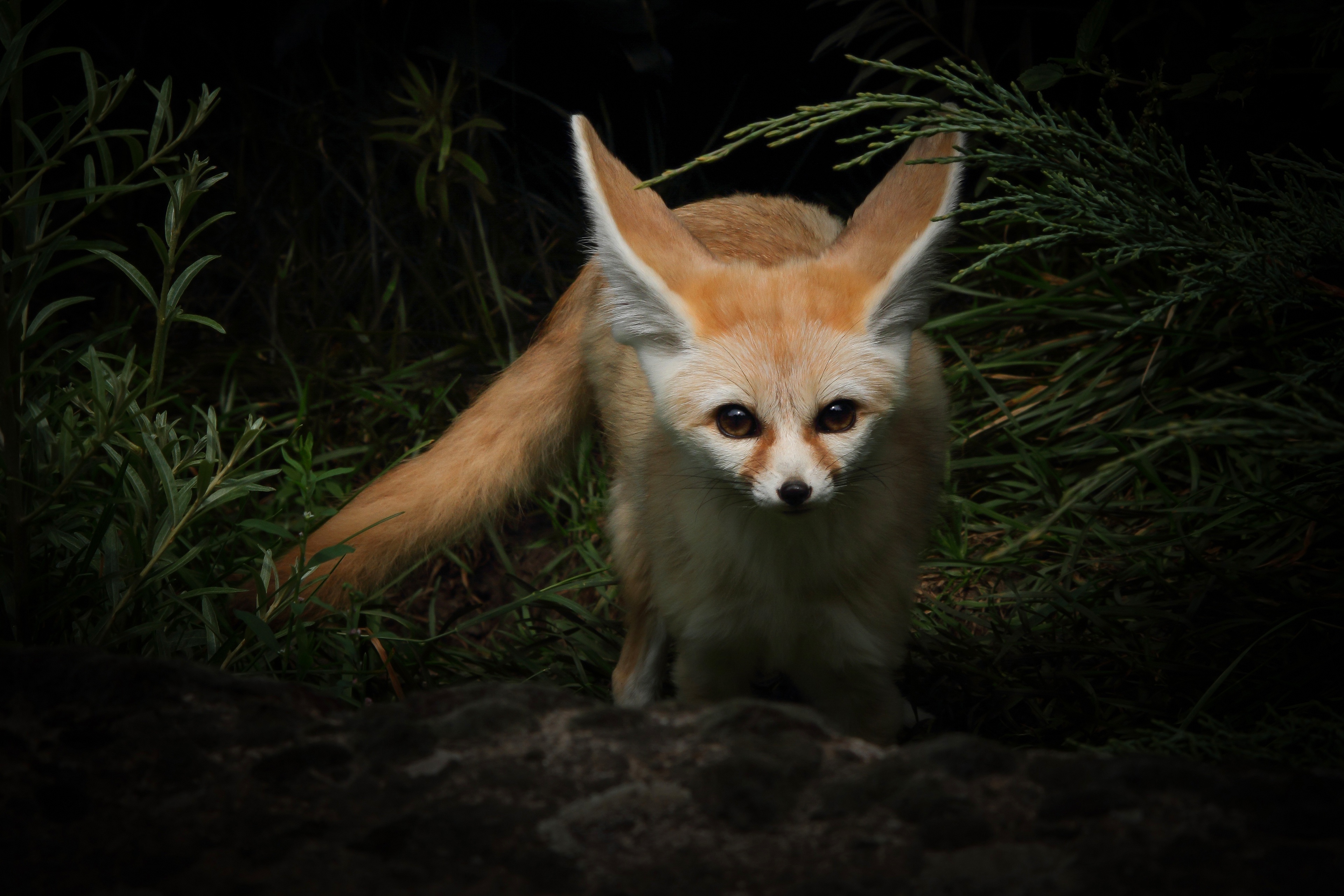 Fennec Fox 4k Ultra HD Wallpaper