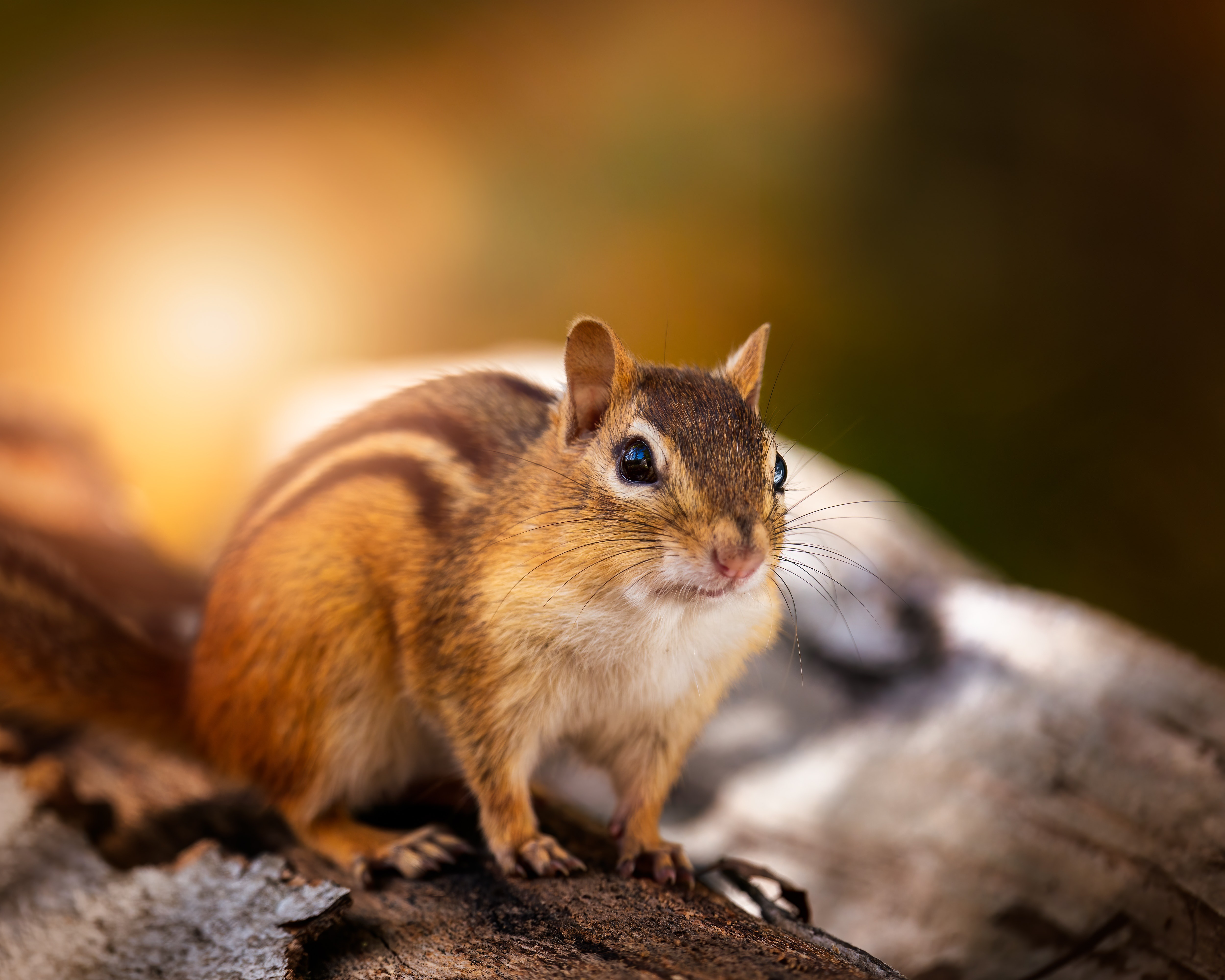 Animal Chipmunk 4k Ultra HD Wallpaper