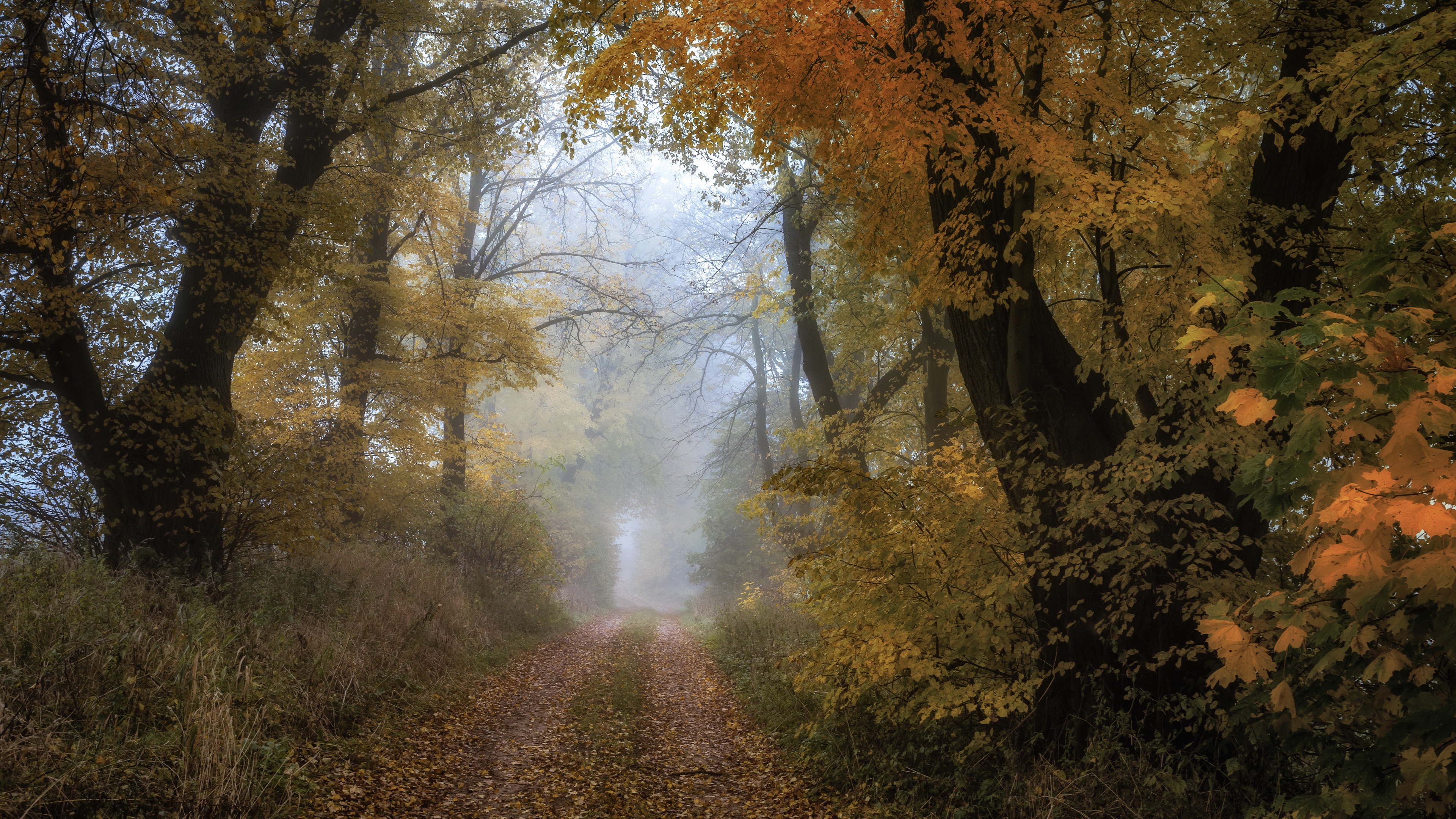 Download Forest Fall Road Man Made Path 4k Ultra HD Wallpaper