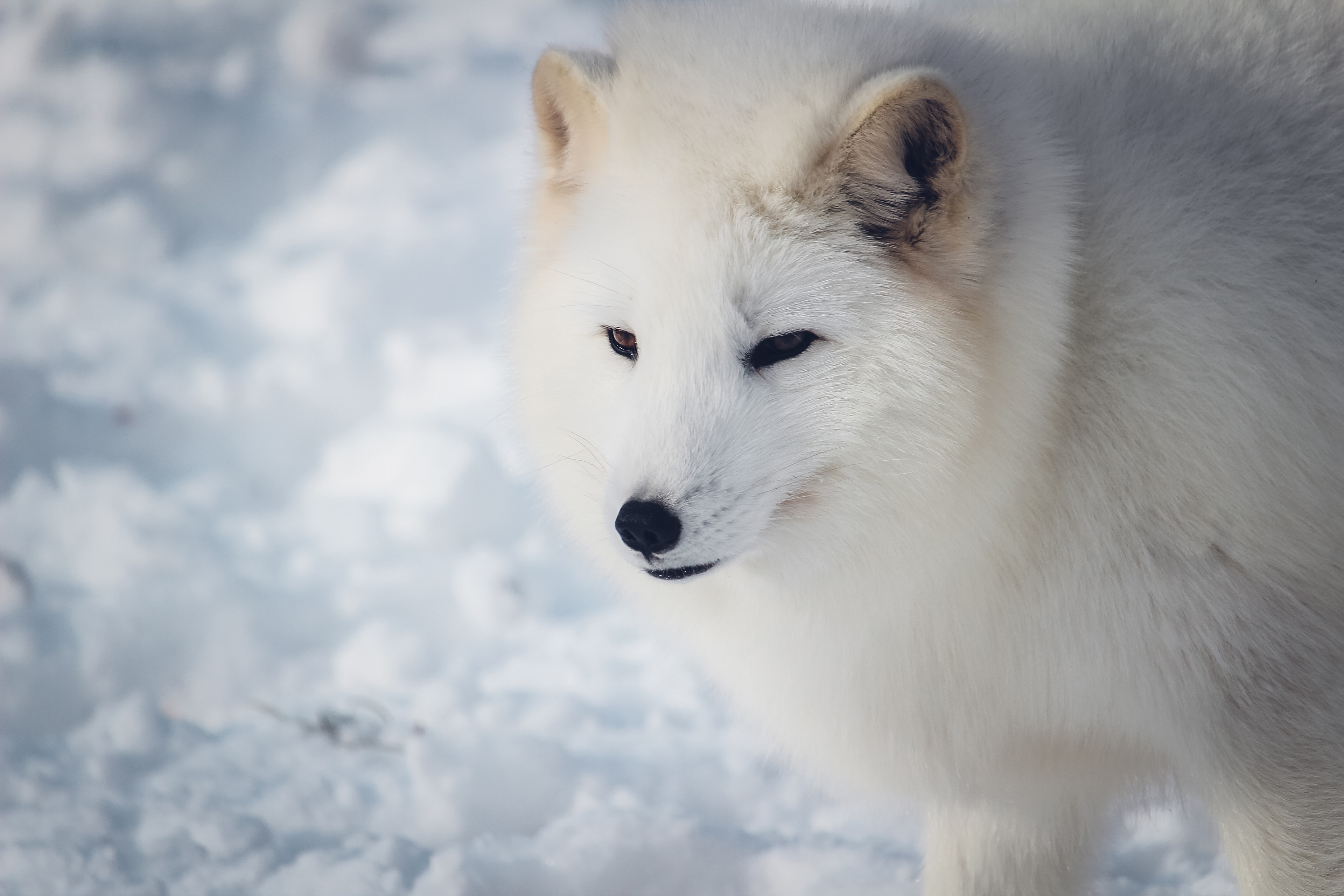 Download Animal Arctic Fox 4k Ultra HD Wallpaper