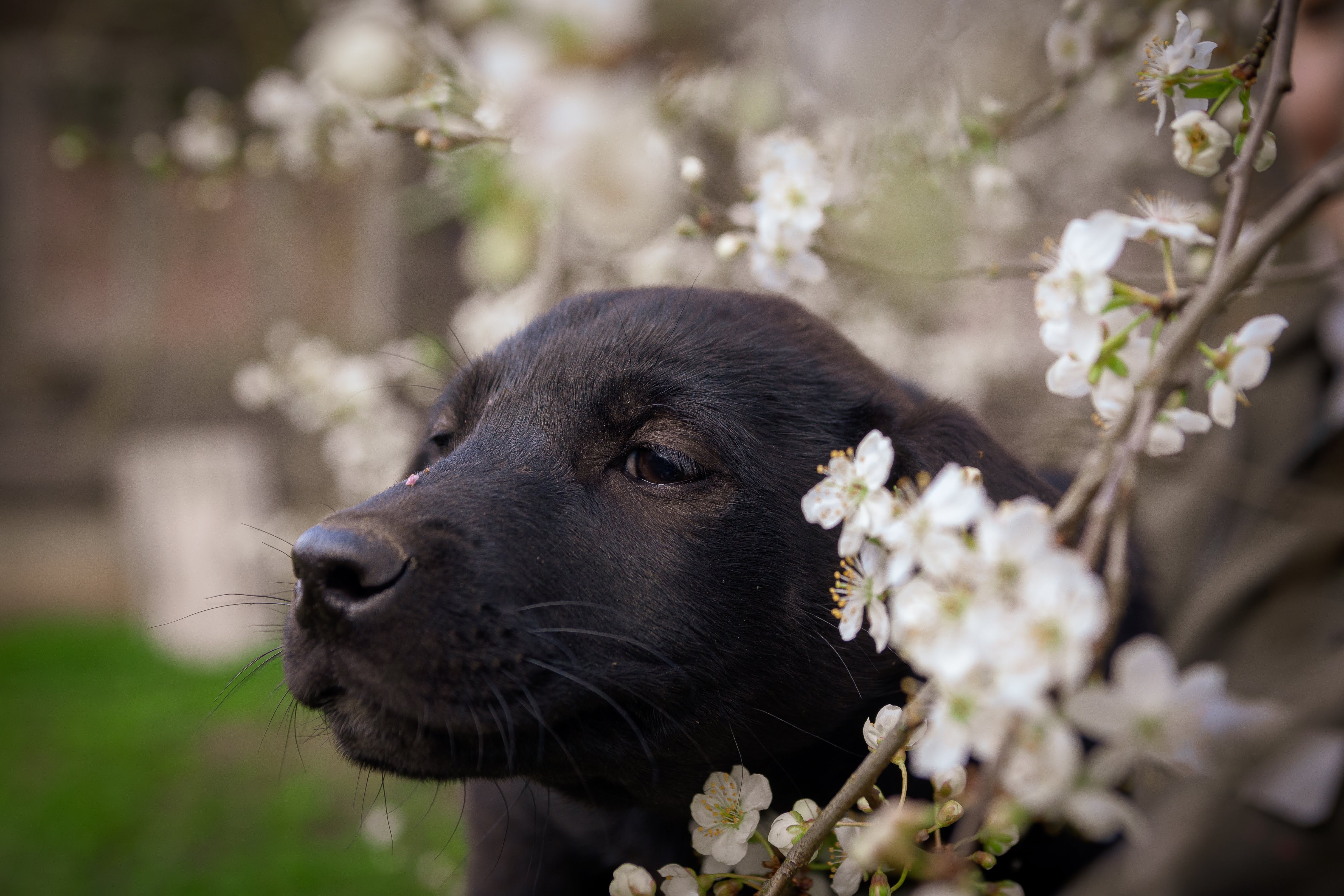 Download Spring Branch Dog Animal Puppy 4k Ultra HD Wallpaper