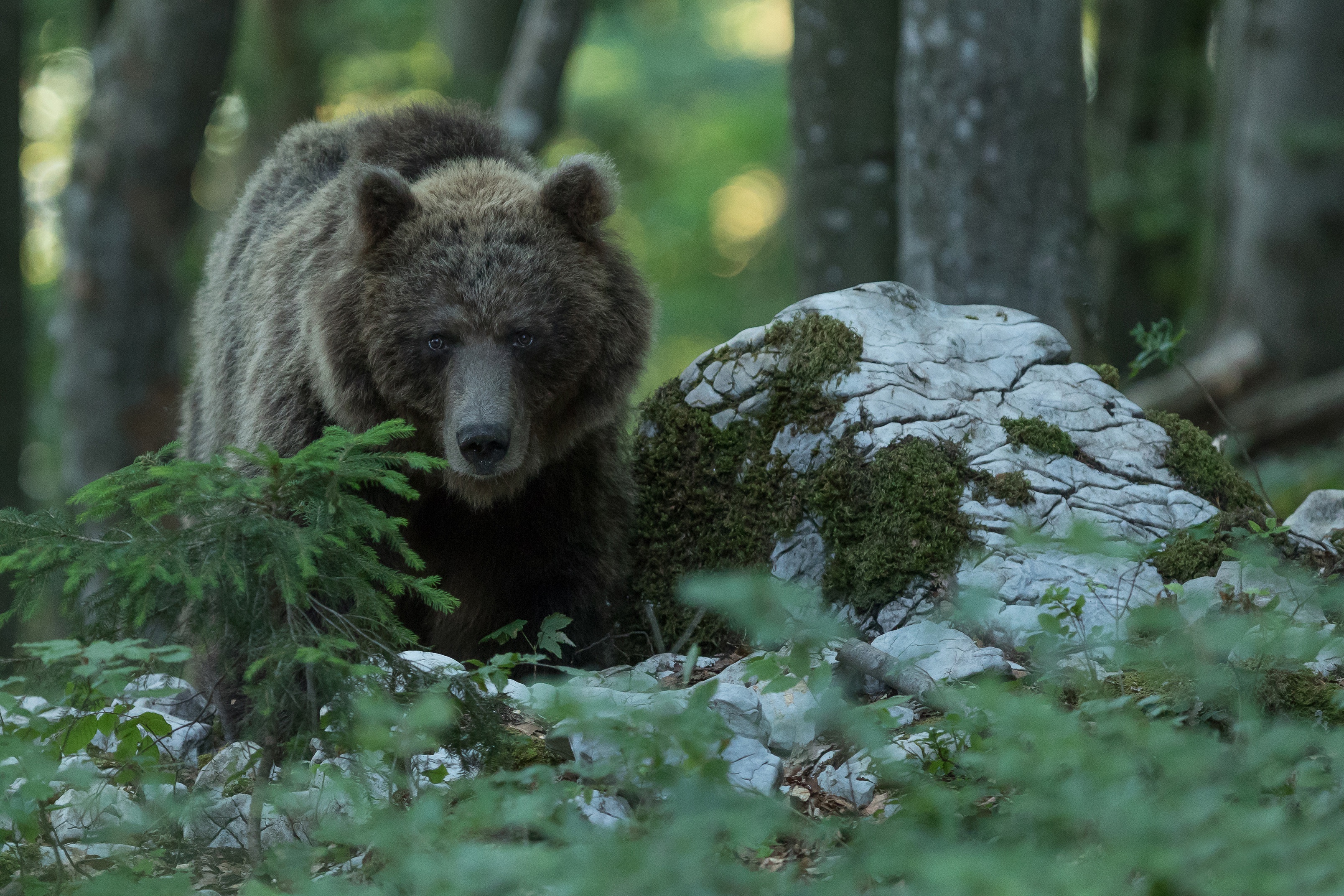 Bear HD Wallpaper | Background Image | 3216x2144