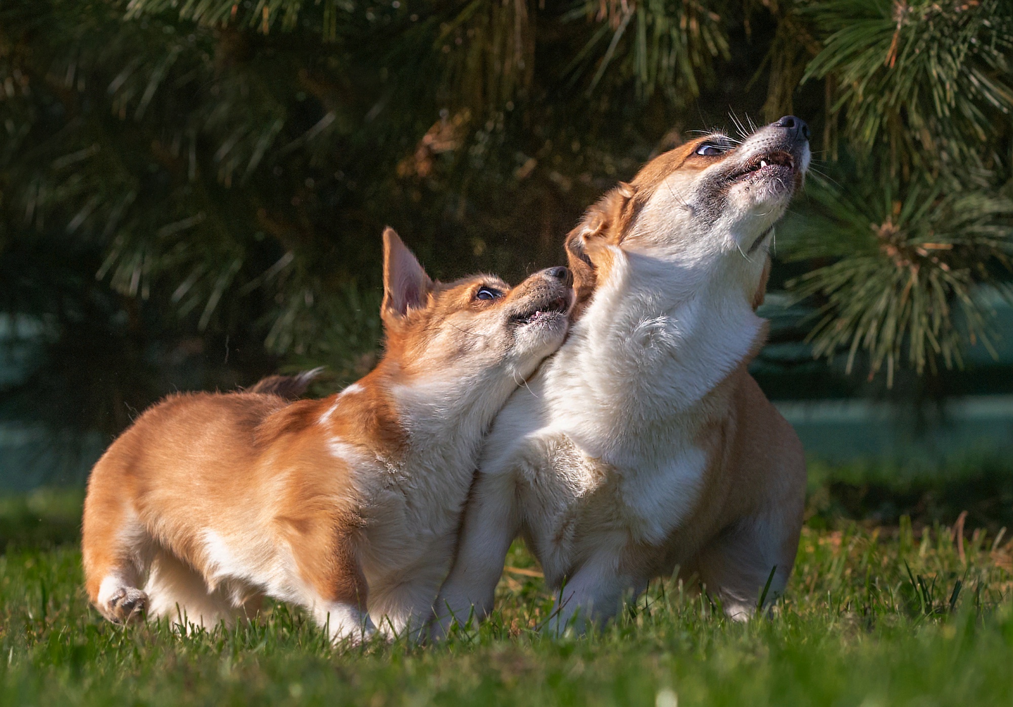 Download Dog Animal Corgi HD Wallpaper