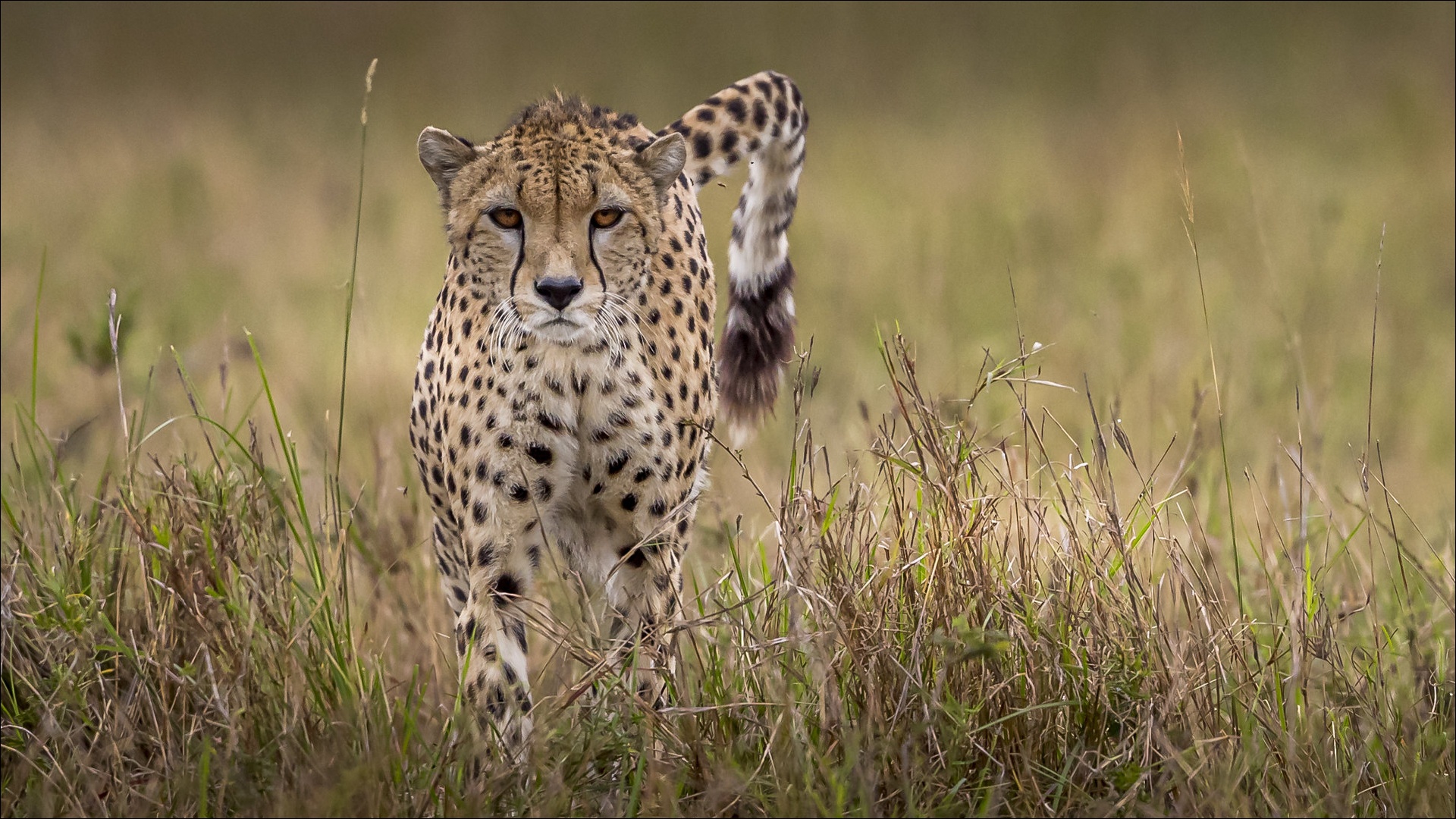 Animal Cheetah HD Wallpaper