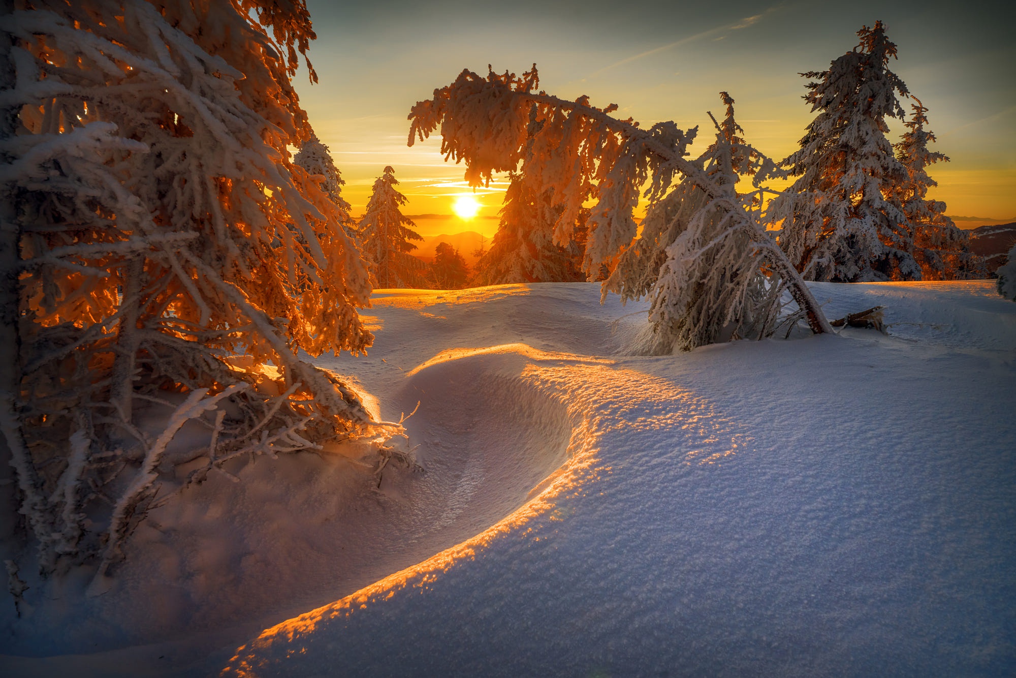 Download Sunlight Fir Tree Sunset Snow Nature Winter HD Wallpaper