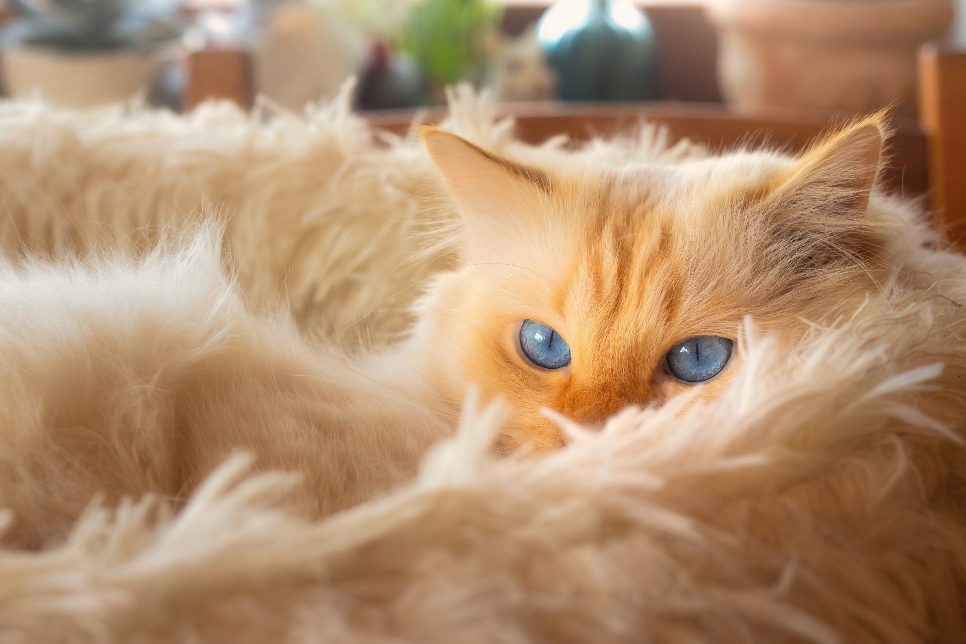 Download Animal Cat 4k Ultra HD Wallpaper | 6001x4000 | Wallpaper Abyss
