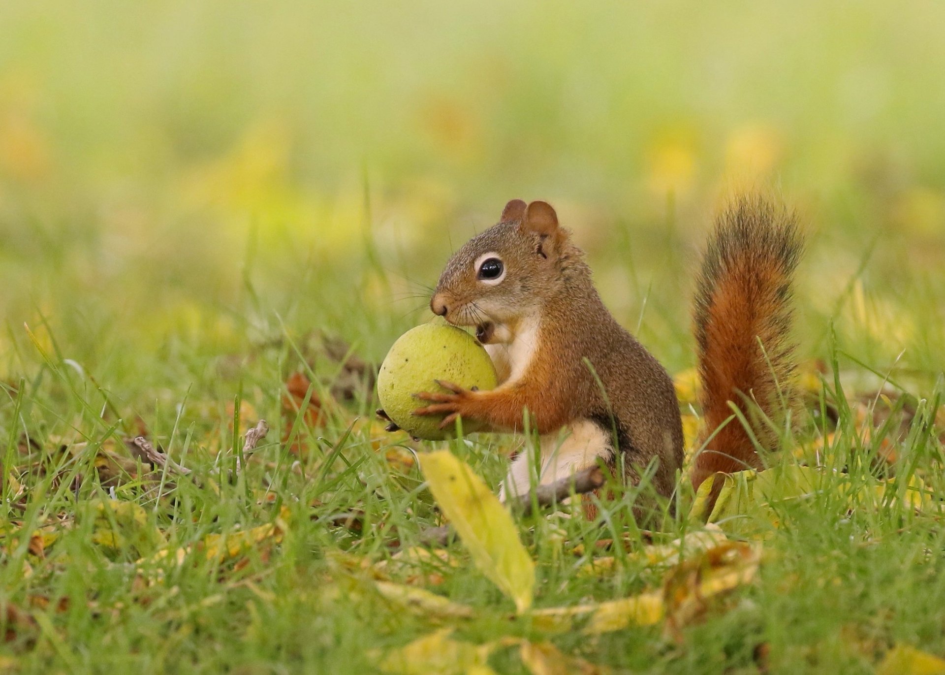 Download Rodent Animal Squirrel HD Wallpaper