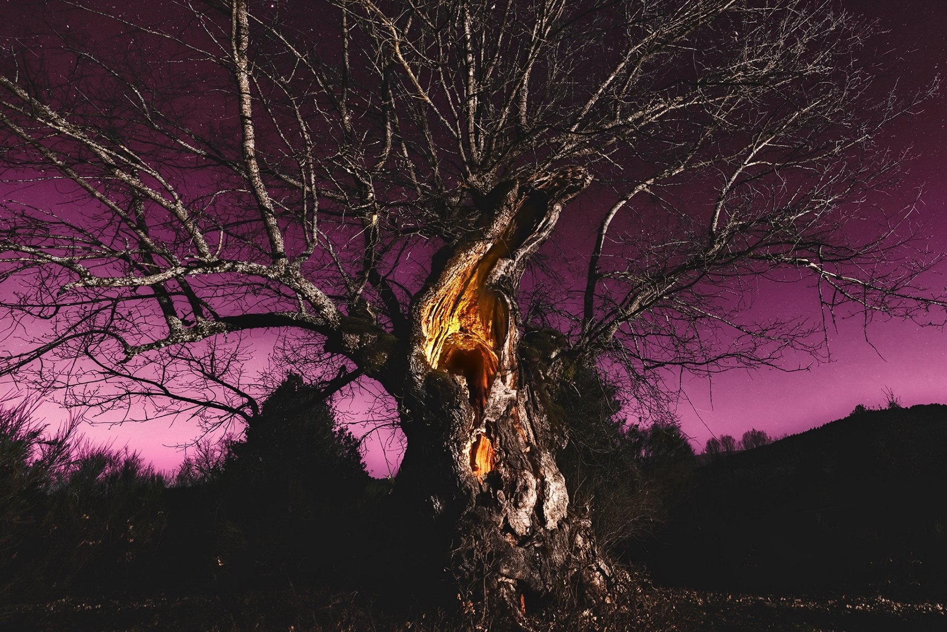 Download Nature Night Tree HD Wallpaper