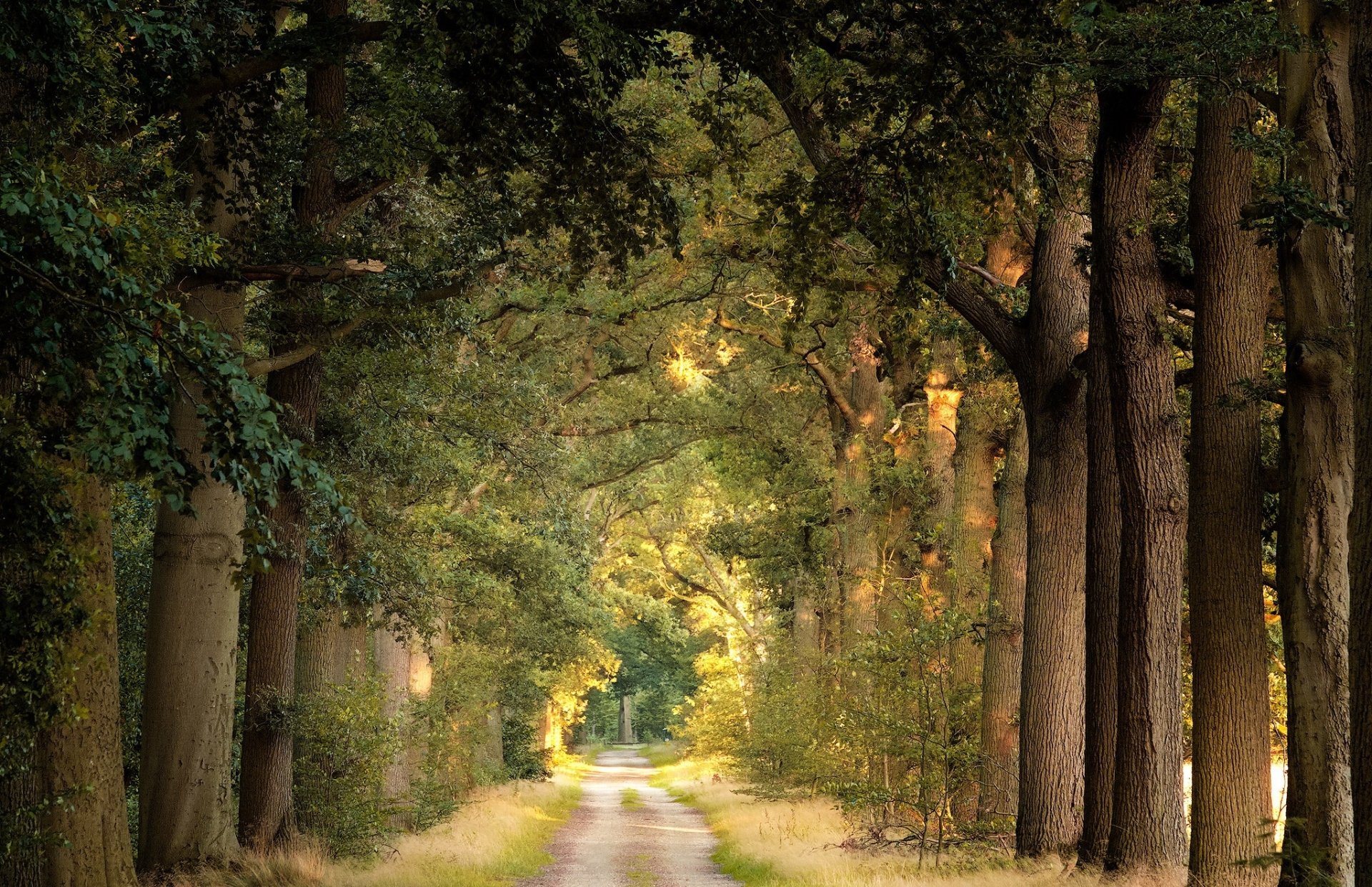 Download Park Fall Road Man Made Path HD Wallpaper