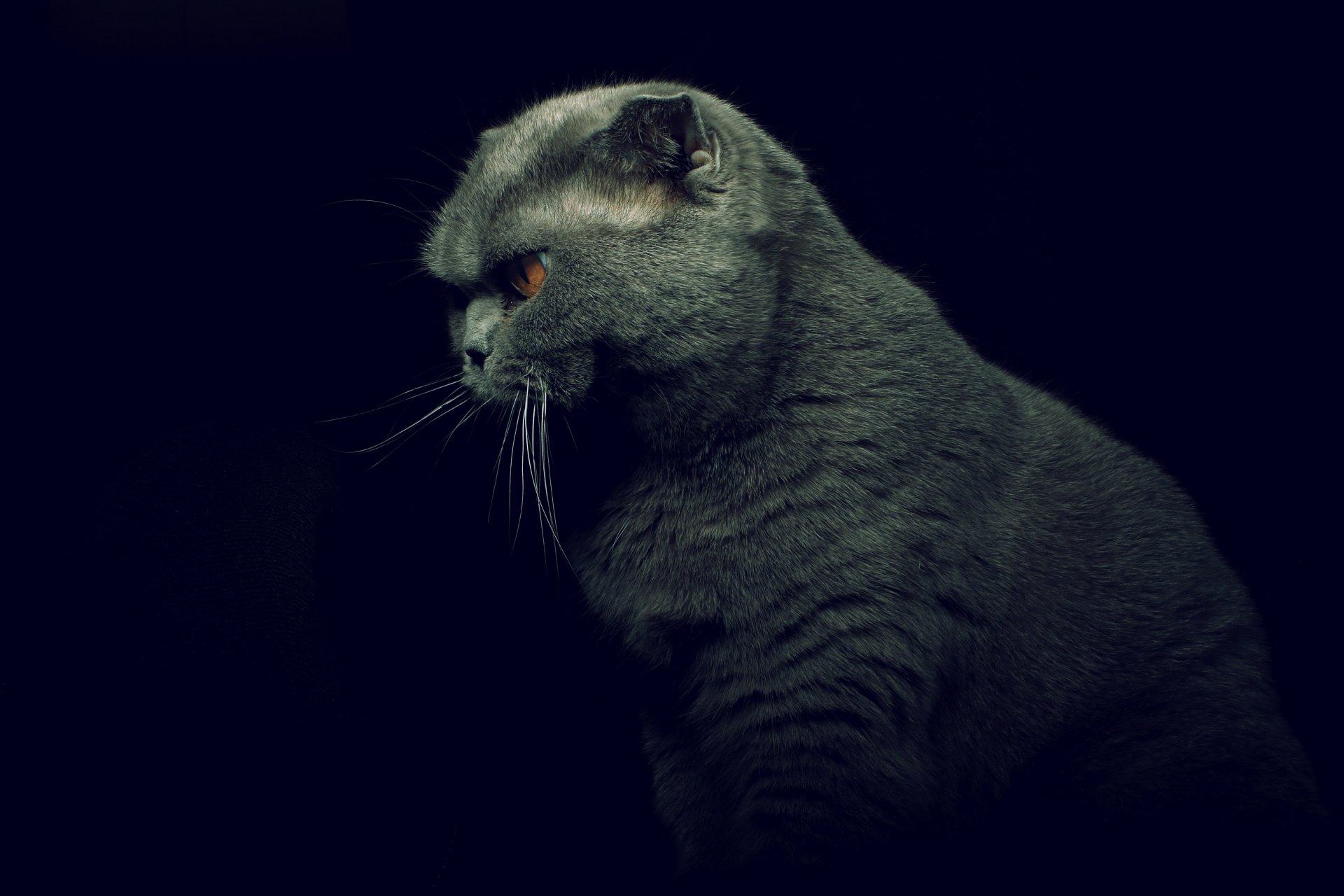 Download Animal British Shorthair 4k Ultra HD Wallpaper