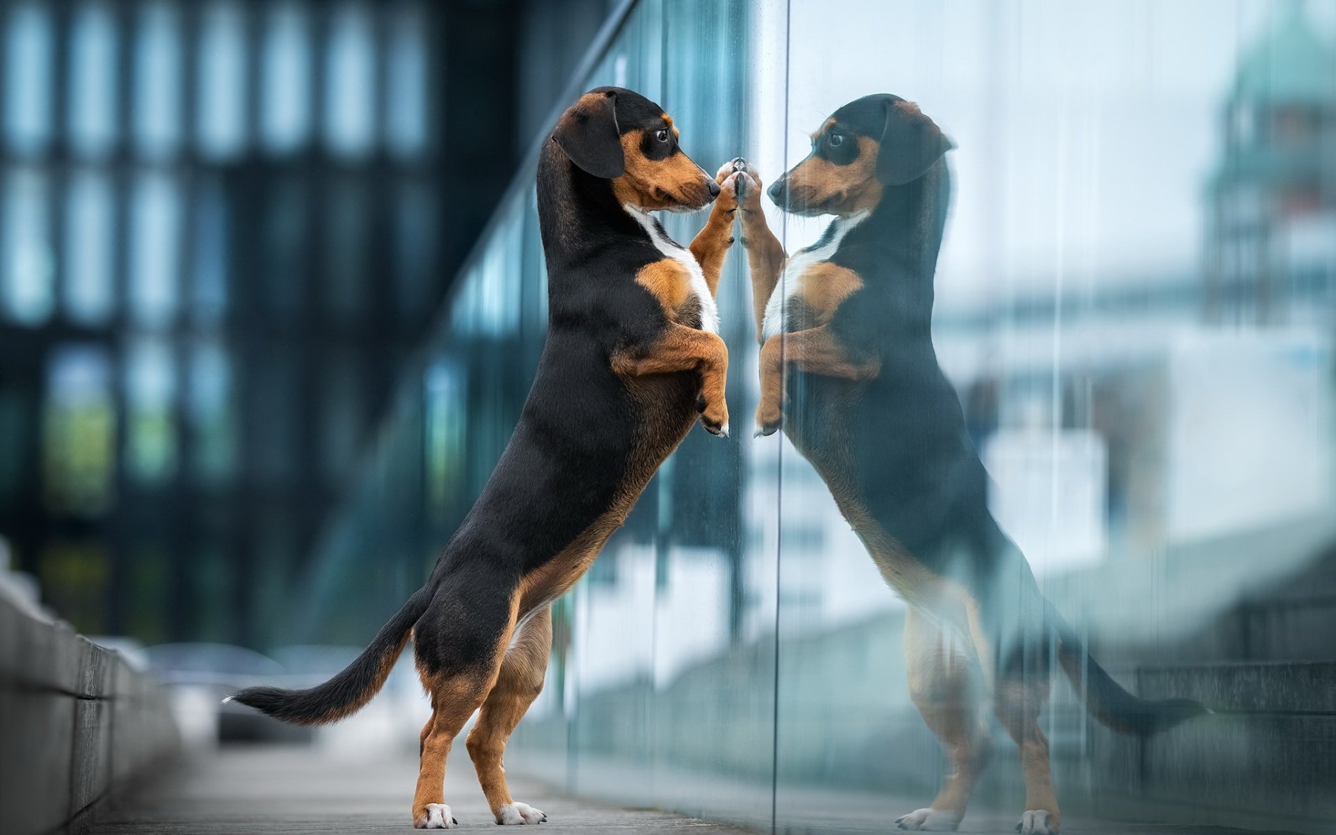 Download Reflection Dog Animal Dachshund HD Wallpaper