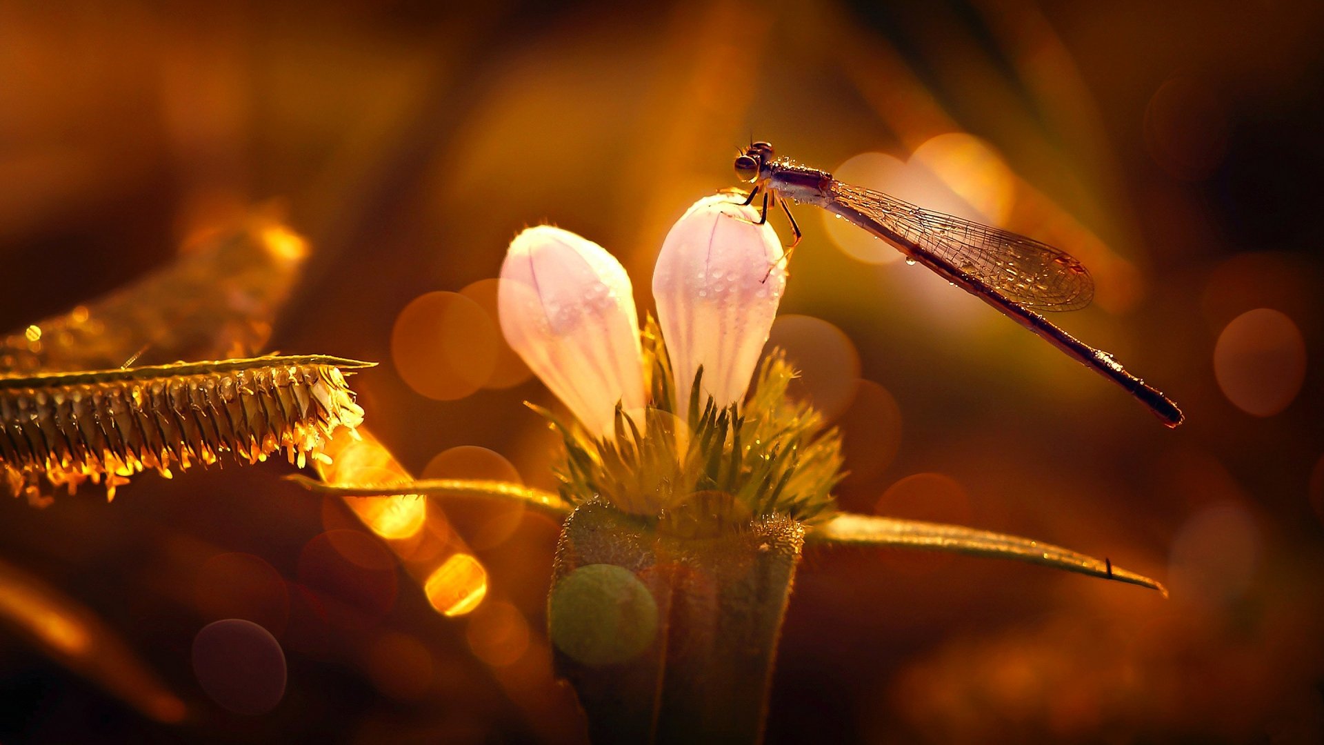 Download Insect Flower Animal Dragonfly HD Wallpaper