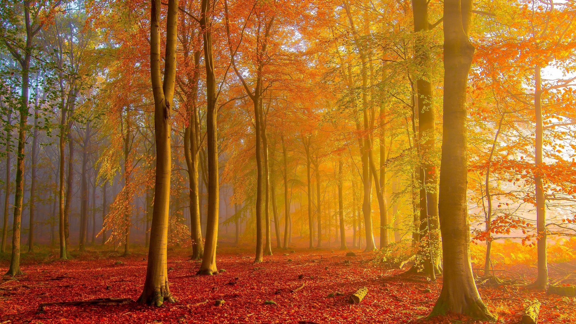 4K Ultra HD Fall Forest: Nature’s Golden Glow