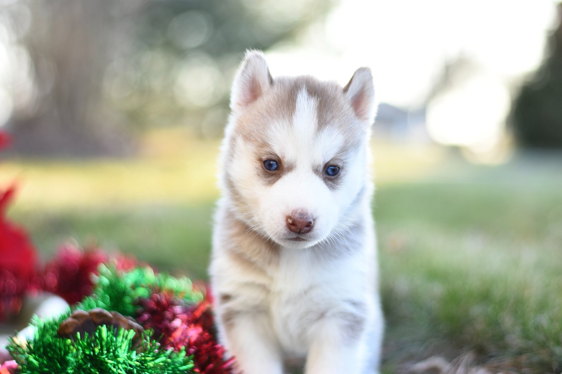 Download Siberian Husky Puppy Baby Animal Dog Animal Husky 4k Ultra HD ...