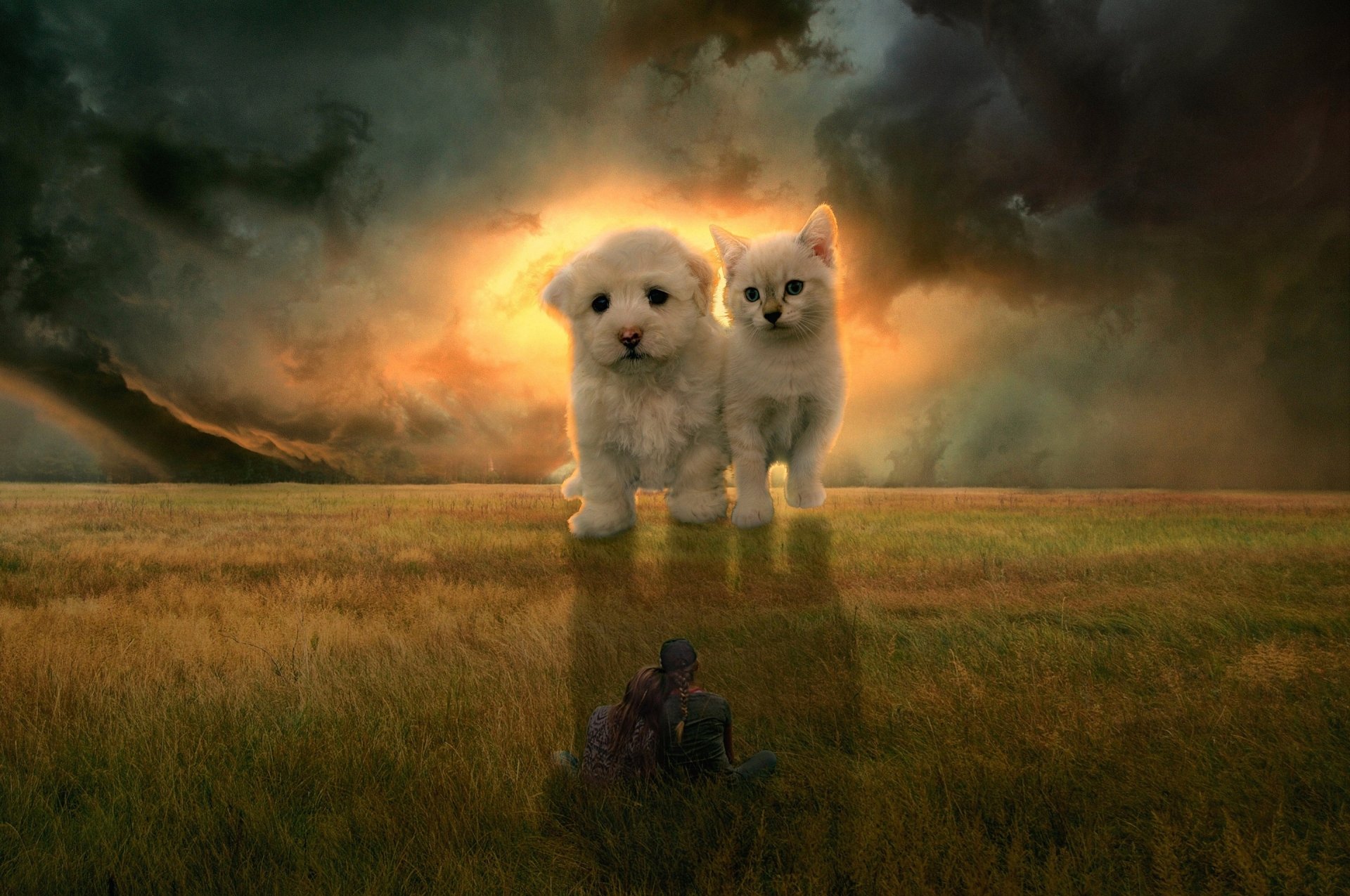 Download People Dog Cat Field Photography Manipulation Cat & Dog HD ...