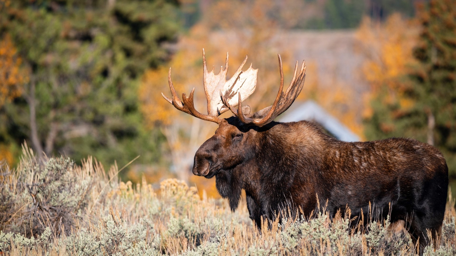 Download Animal Moose 4k Ultra HD Wallpaper