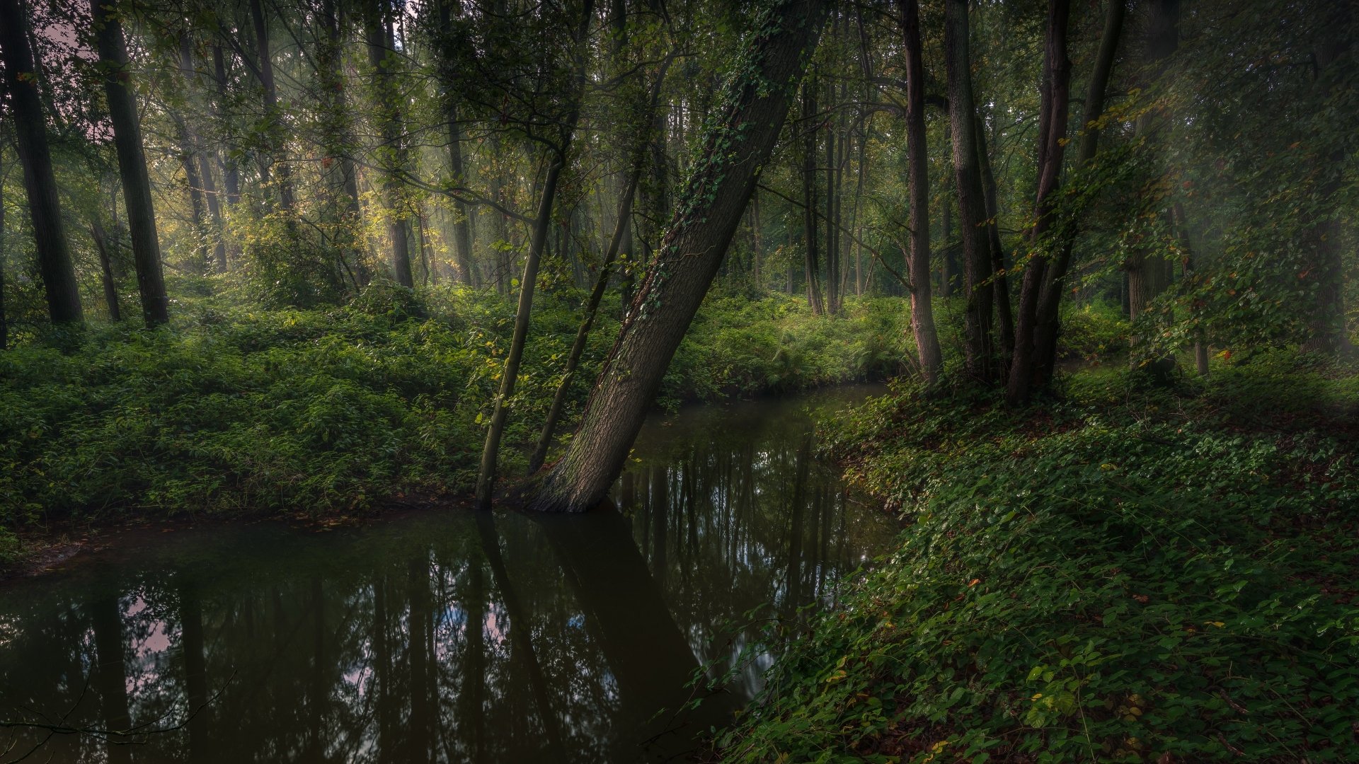 Download Greenery Nature Forest Stream 4k Ultra HD Wallpaper ...