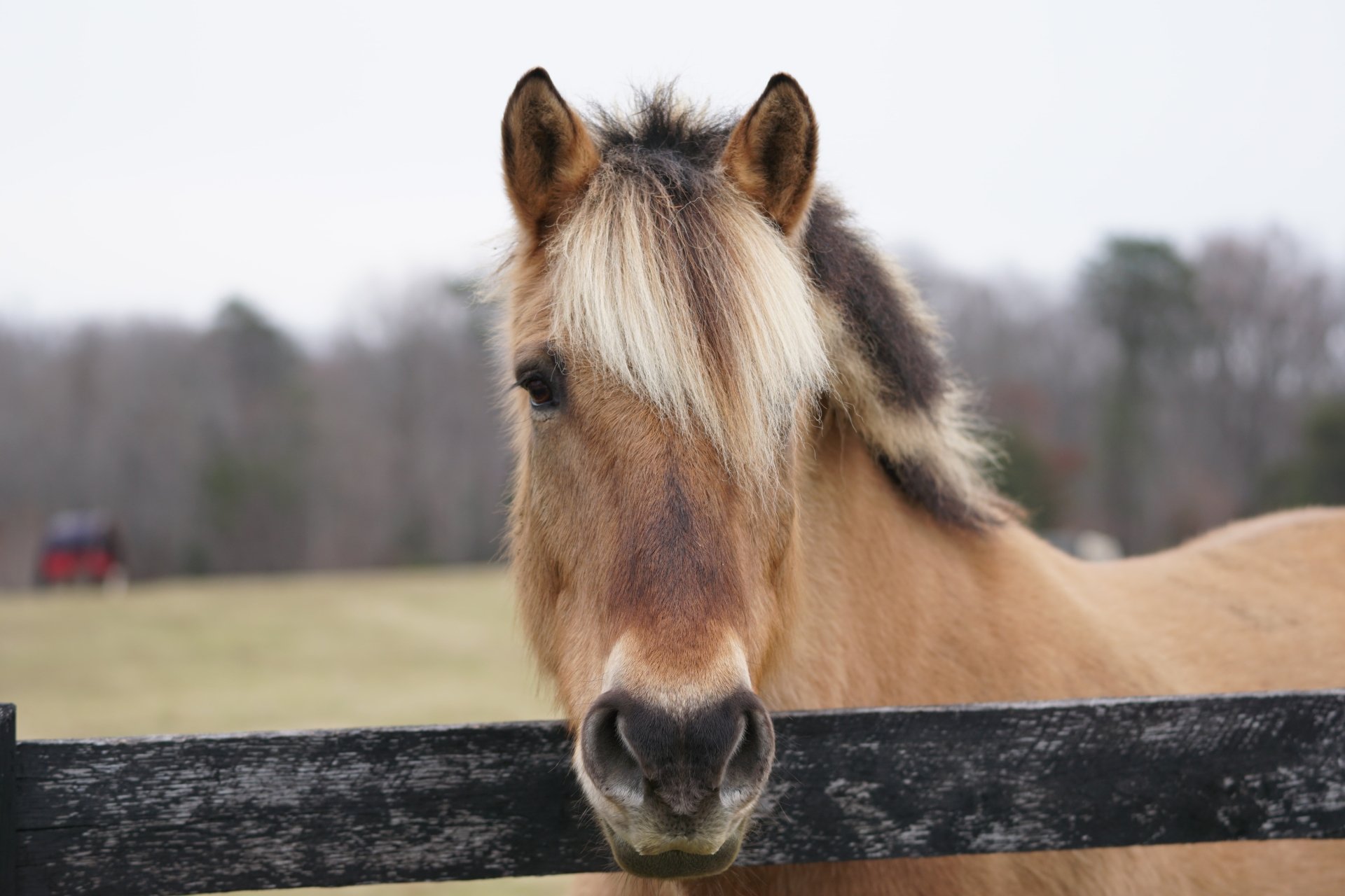Download Animal Horse 4k Ultra HD Wallpaper