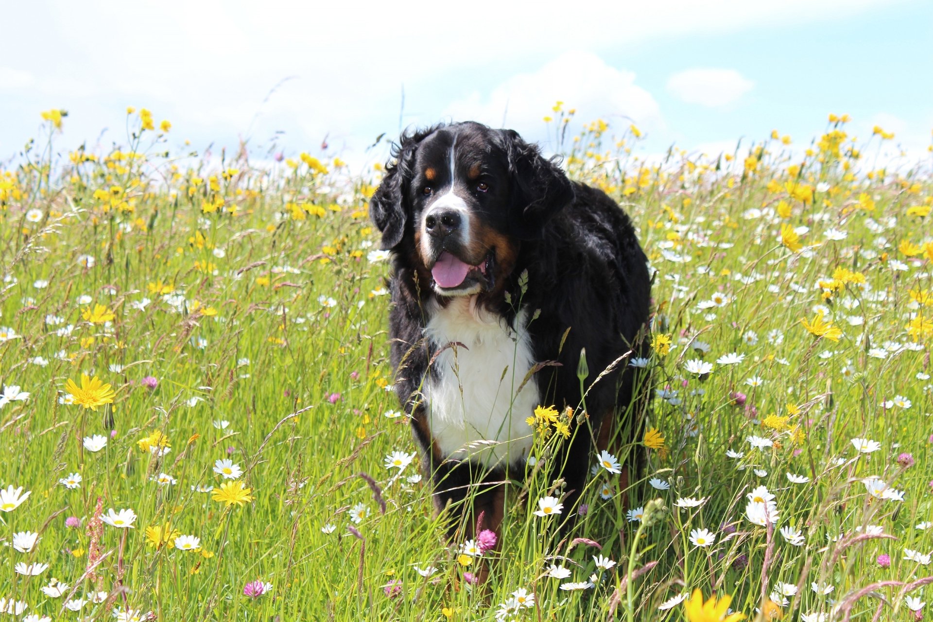 Download Dog Animal Bernese Mountain Dog HD Wallpaper | 2560x1707 ...