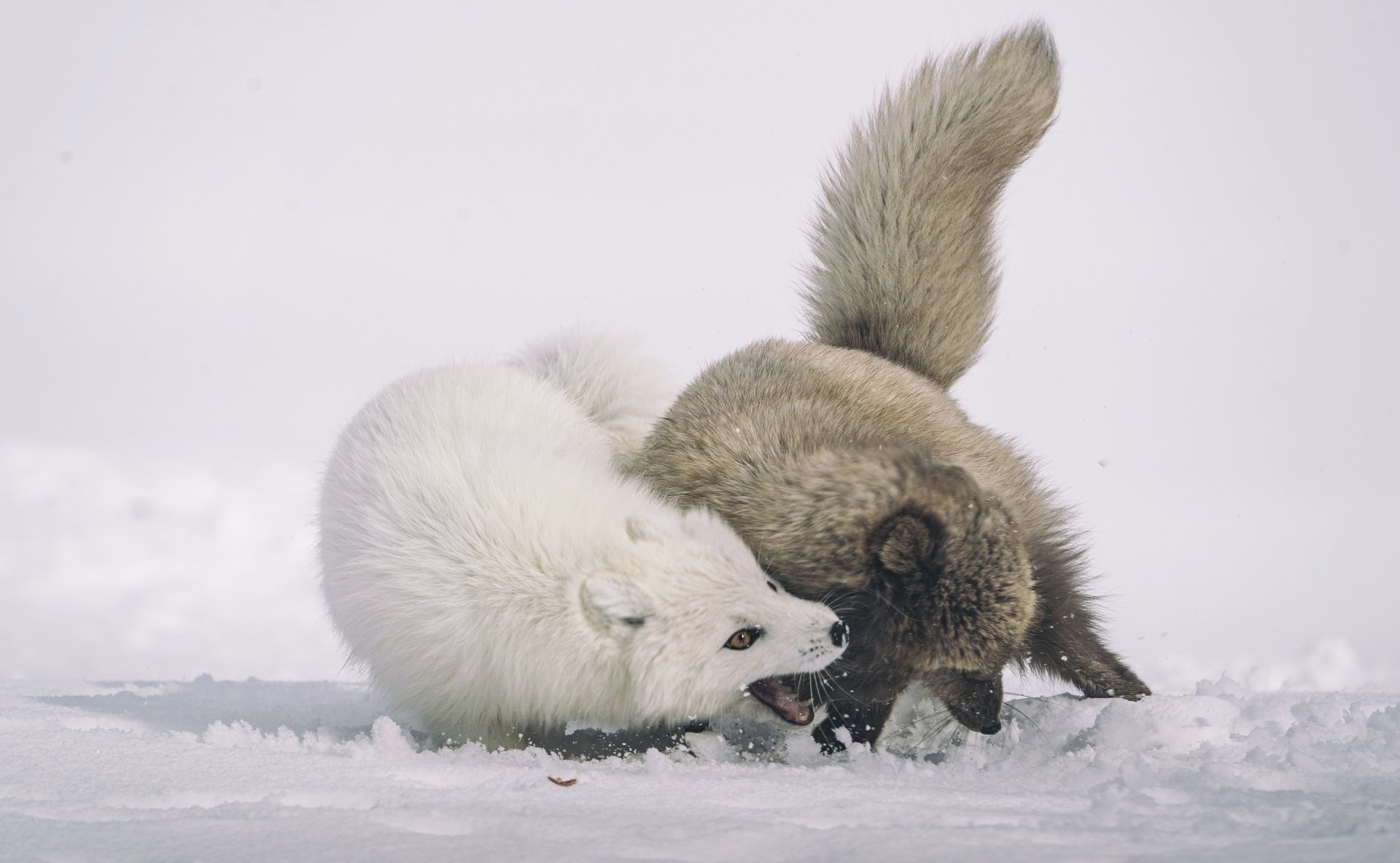 2K Quad HD — Arctic Foxes at Play in Winter Snow | 2880x1776 ...